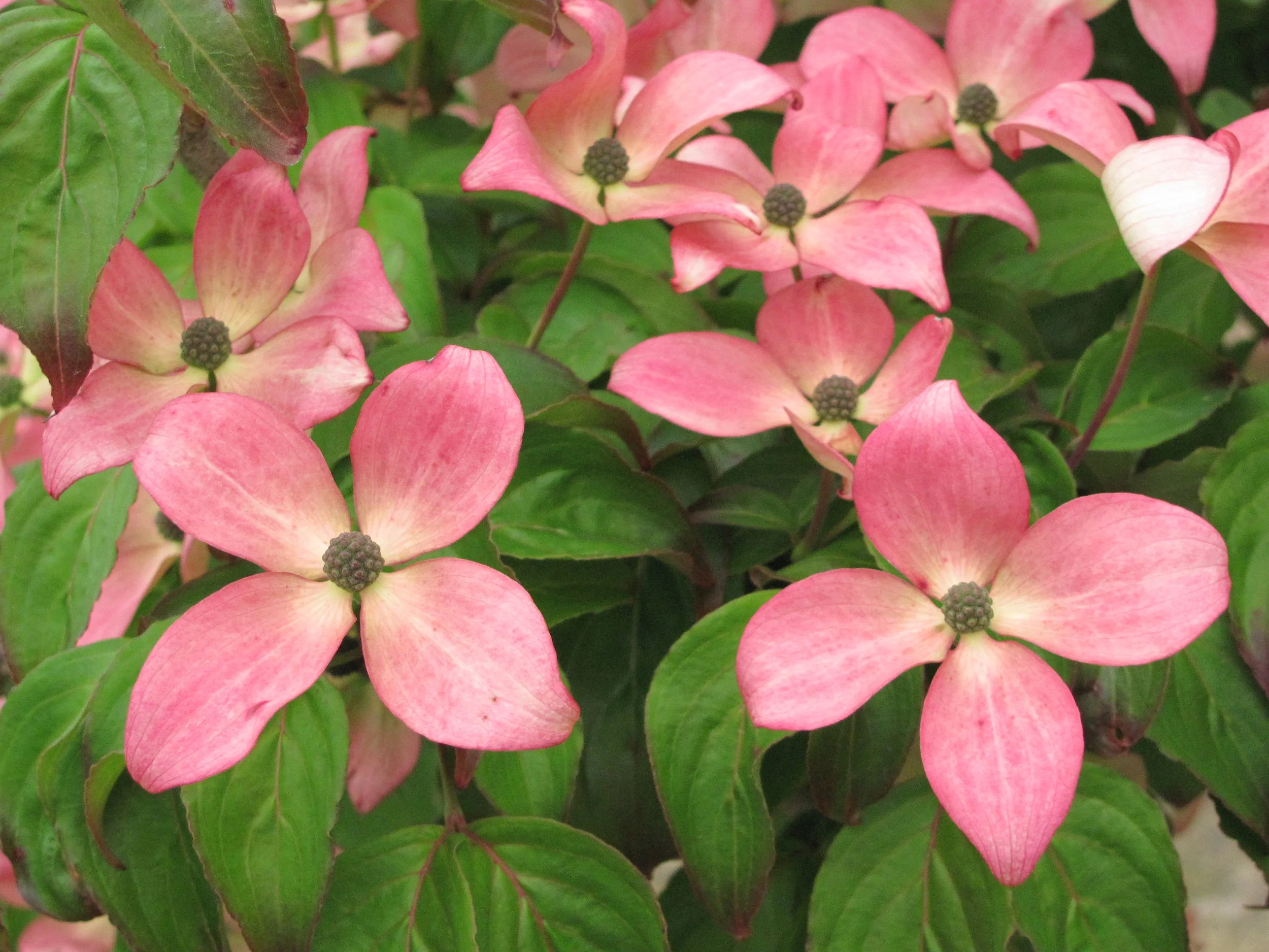 Heart Throb® Dogwood | Cornus kousa 'Schmred' — Northwest Shade Trees