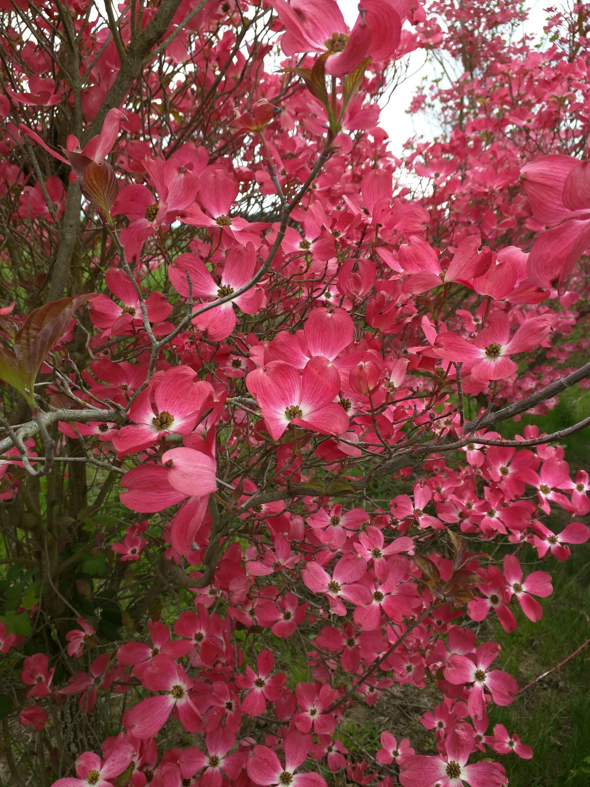 Cornus florida 'Cherokee Brave' | Flowering Dogwood 'Comco No. 1 ...