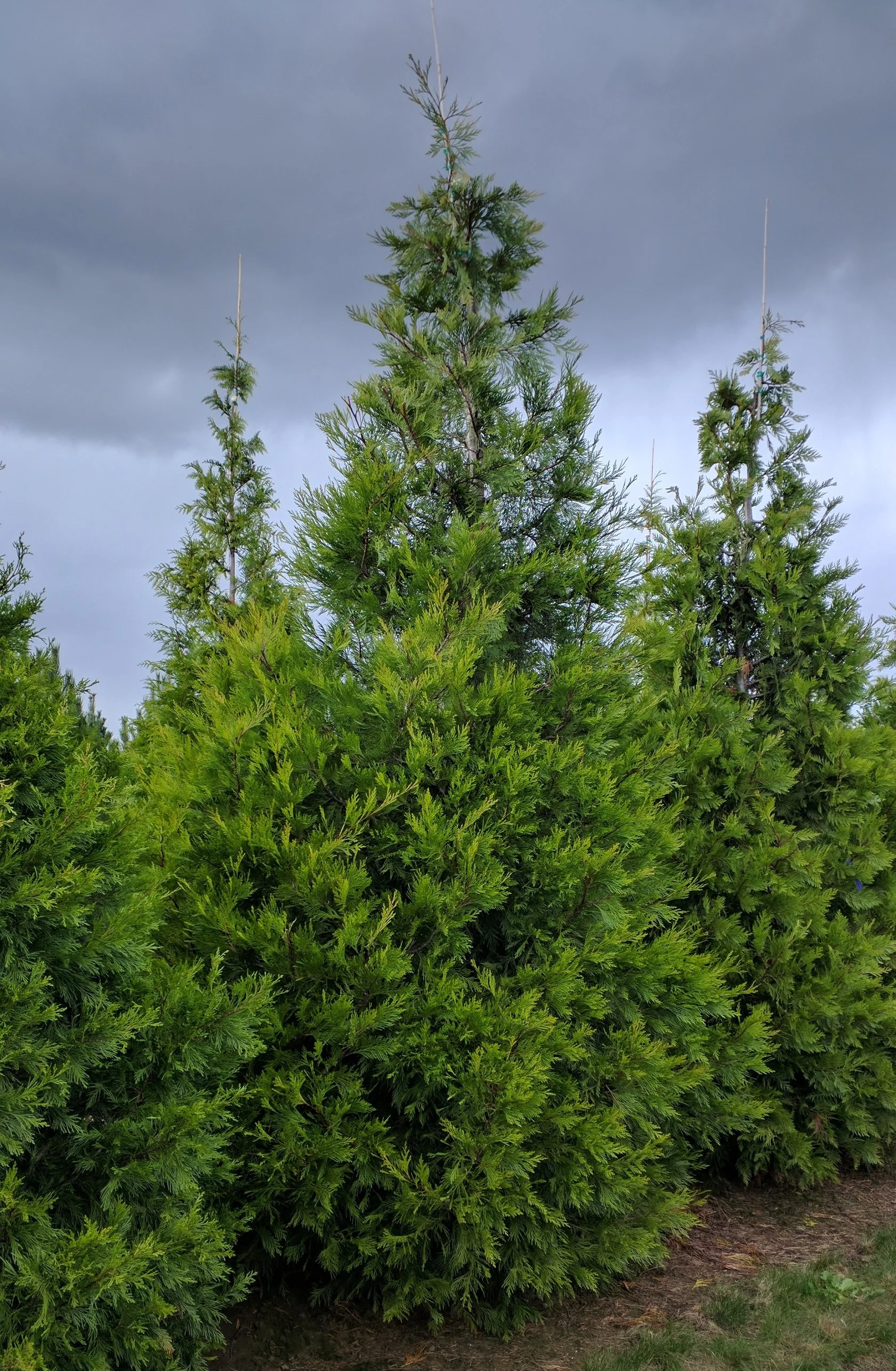 Incense Cedar | Calocedrus decurrens — Northwest Shade Trees