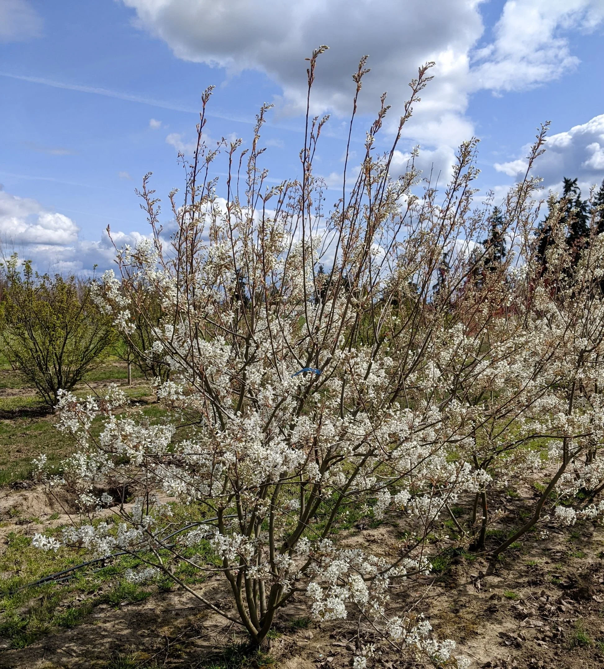 Autumn Brilliance® Serviceberry | Amelanchier x grandiflora 'Autumn ...