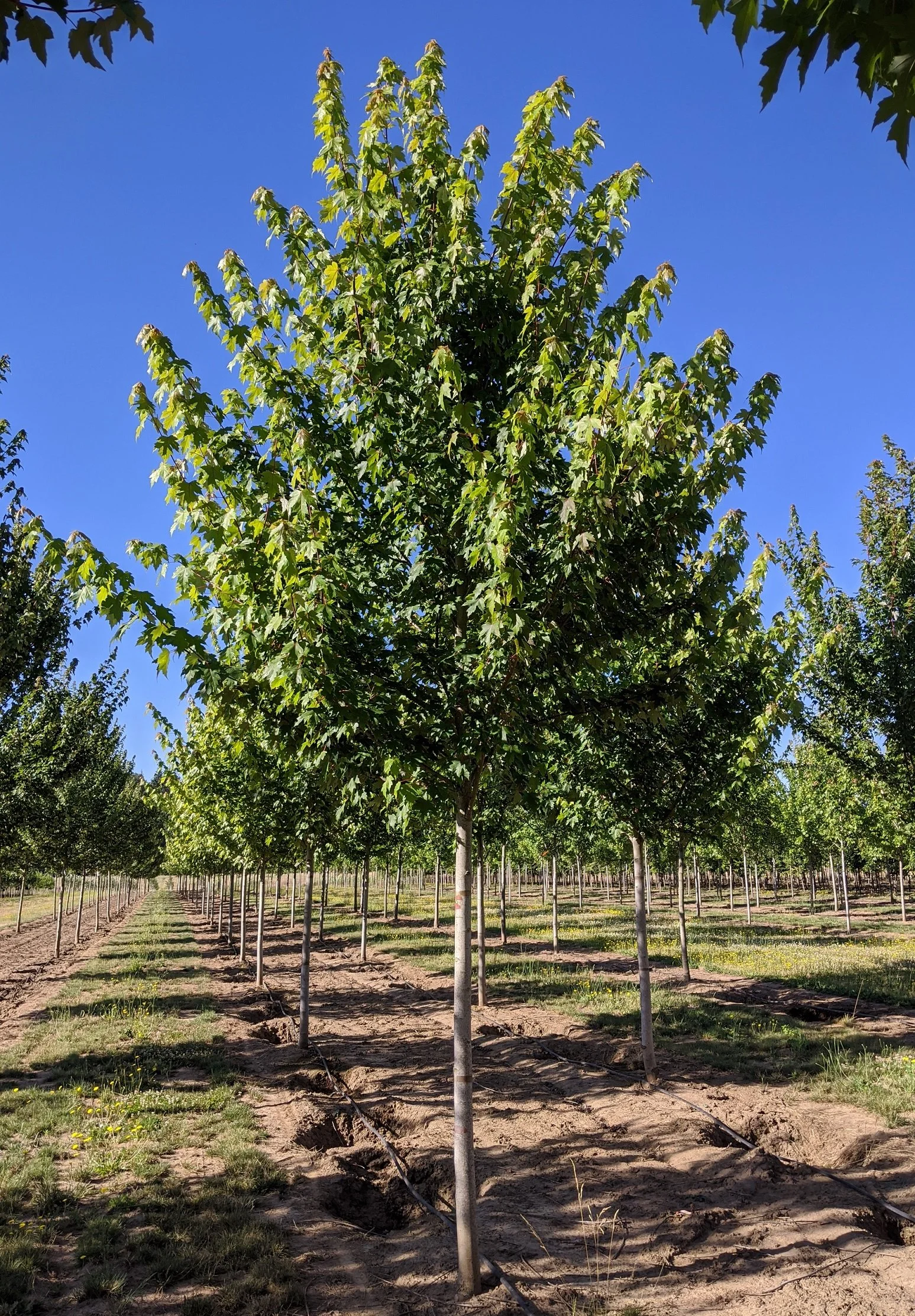 Autumn Blaze® Maple | Acer x freemanii 'Jeffersred' — Northwest Shade Trees