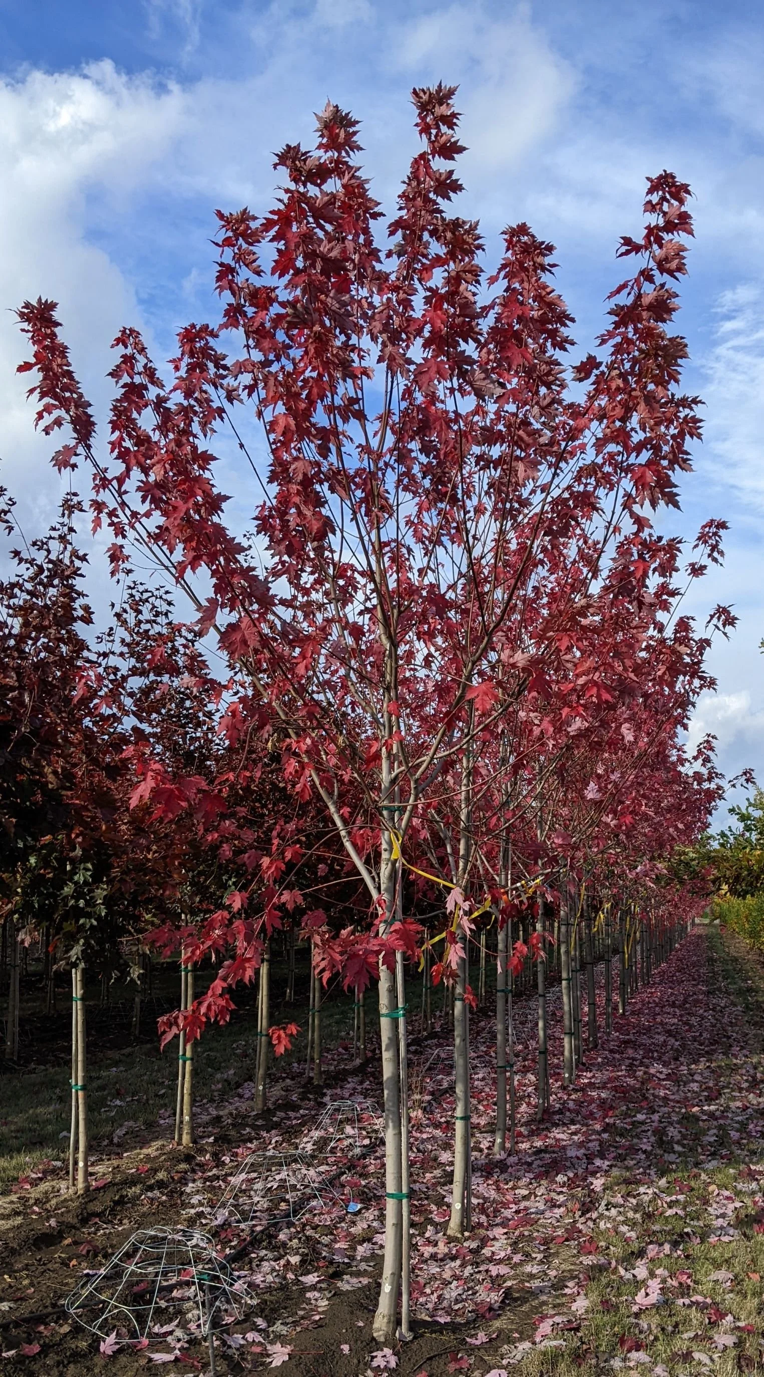 Autumn Blaze® Maple | Acer x freemanii 'Jeffersred' — Northwest Shade Trees