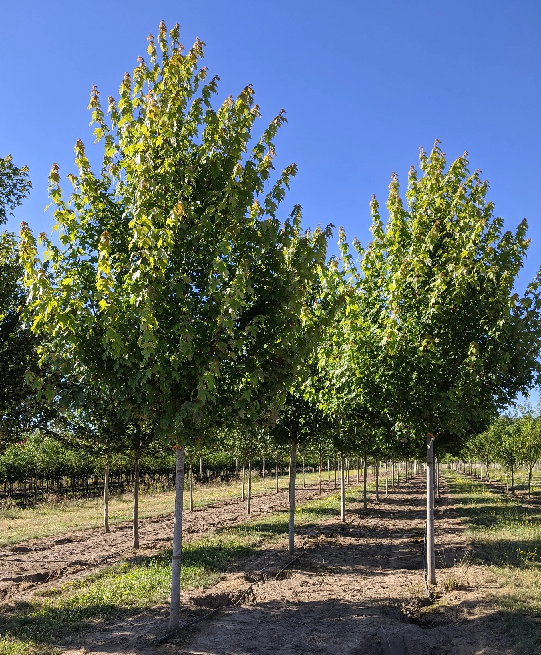 Autumn Blaze® Maple | Acer x freemanii 'Jeffersred' — Northwest Shade Trees