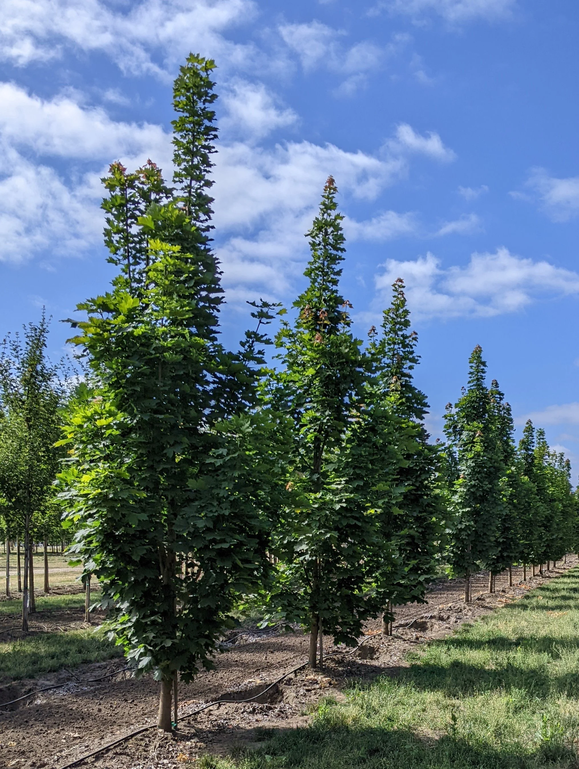 Acer platanoides 'Columnare' | Norway Maple 'Columnare' — Northwest ...