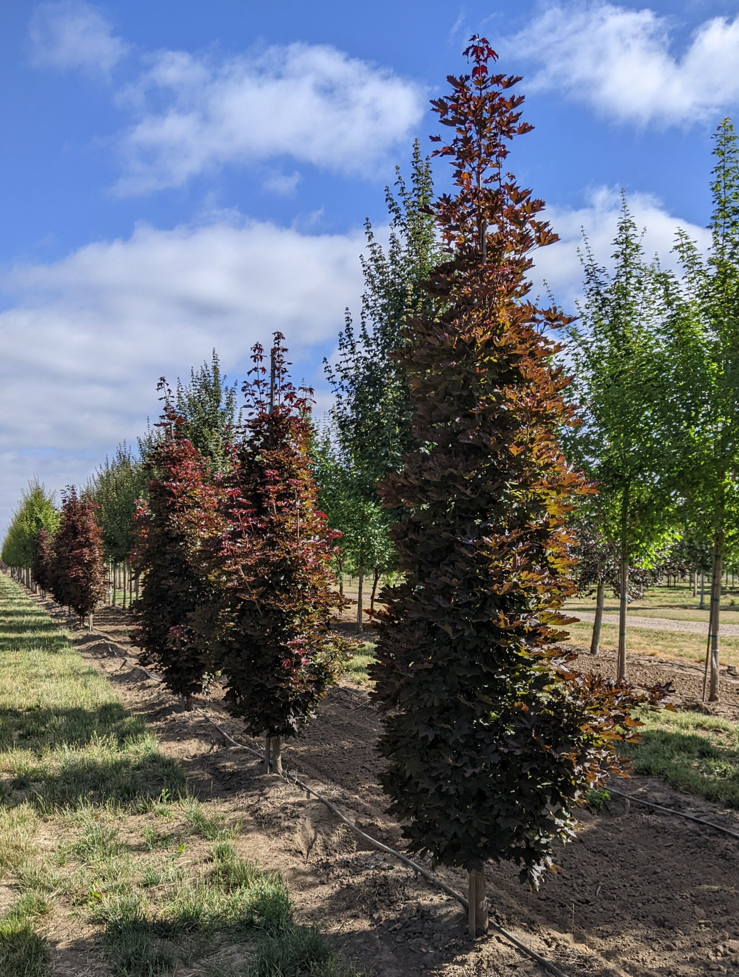 Acer platanoides 'Crimson Sentry' | Norway Maple 'Crimson Sentry ...