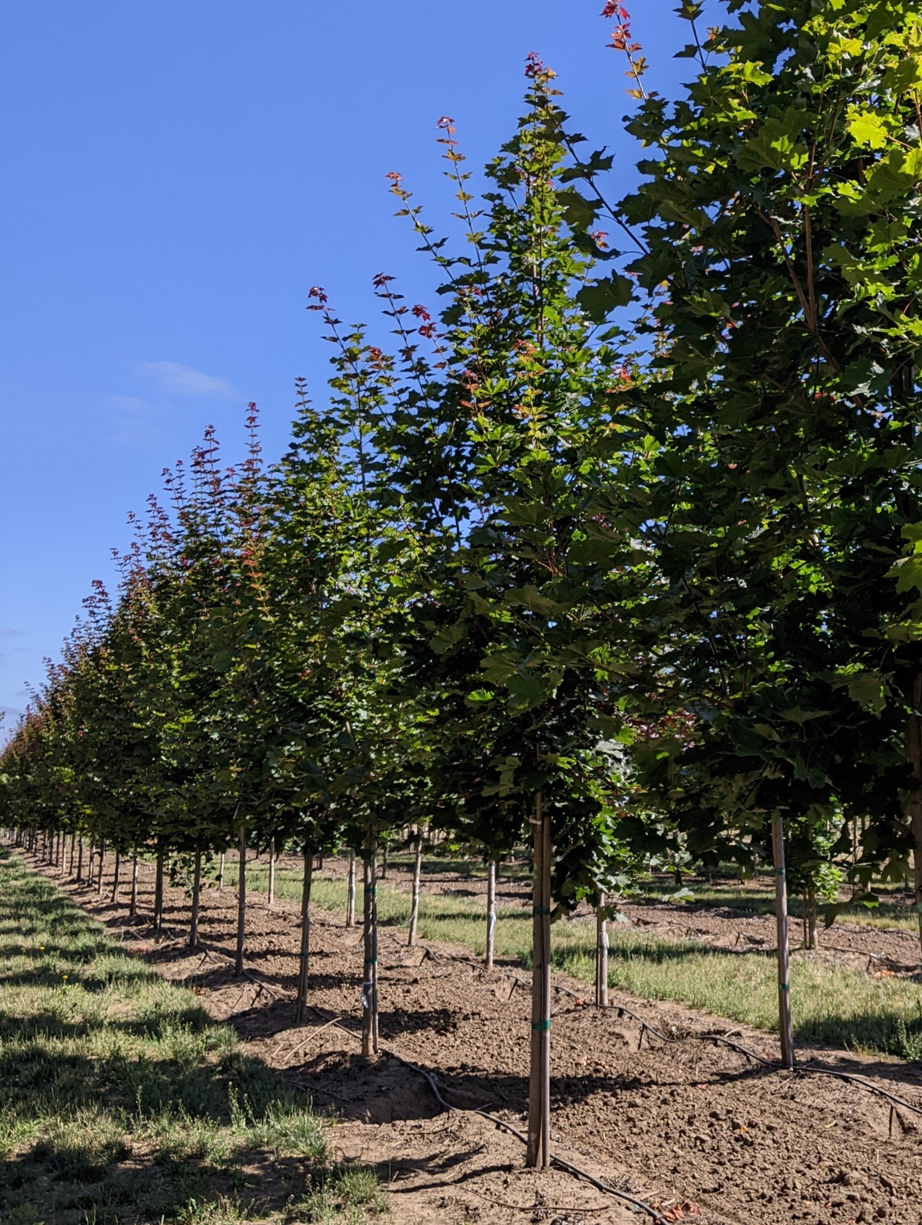 Acer platanoides 'Deborah' | Norway Maple 'Deborah' — Northwest Shade Trees