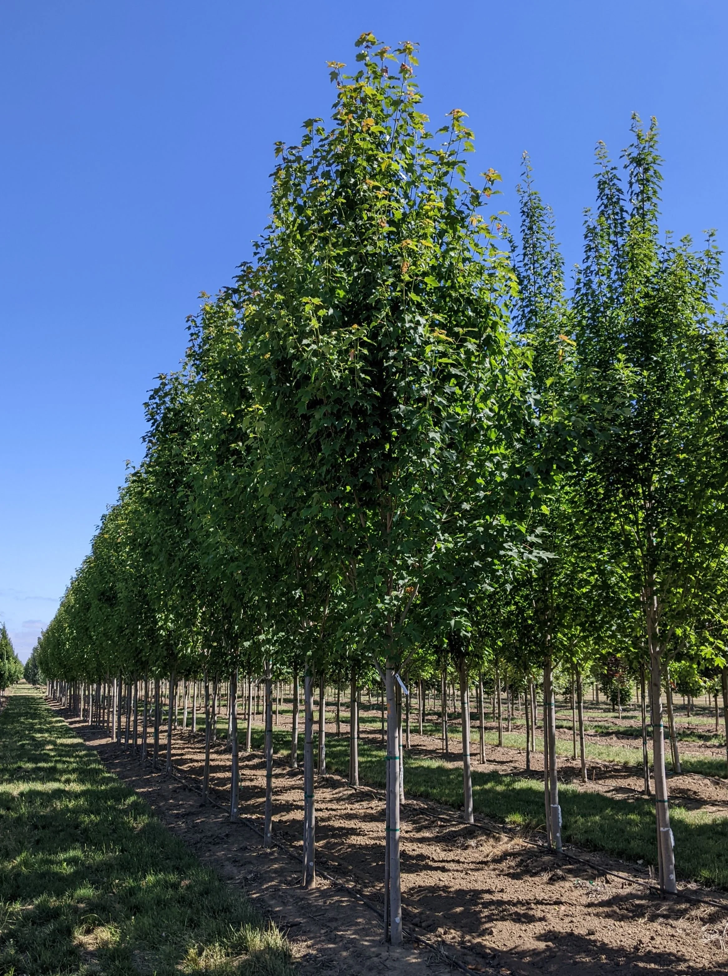 Acer rubrum 'Bowhall' | Red Maple 'Bowhall' — Northwest Shade Trees