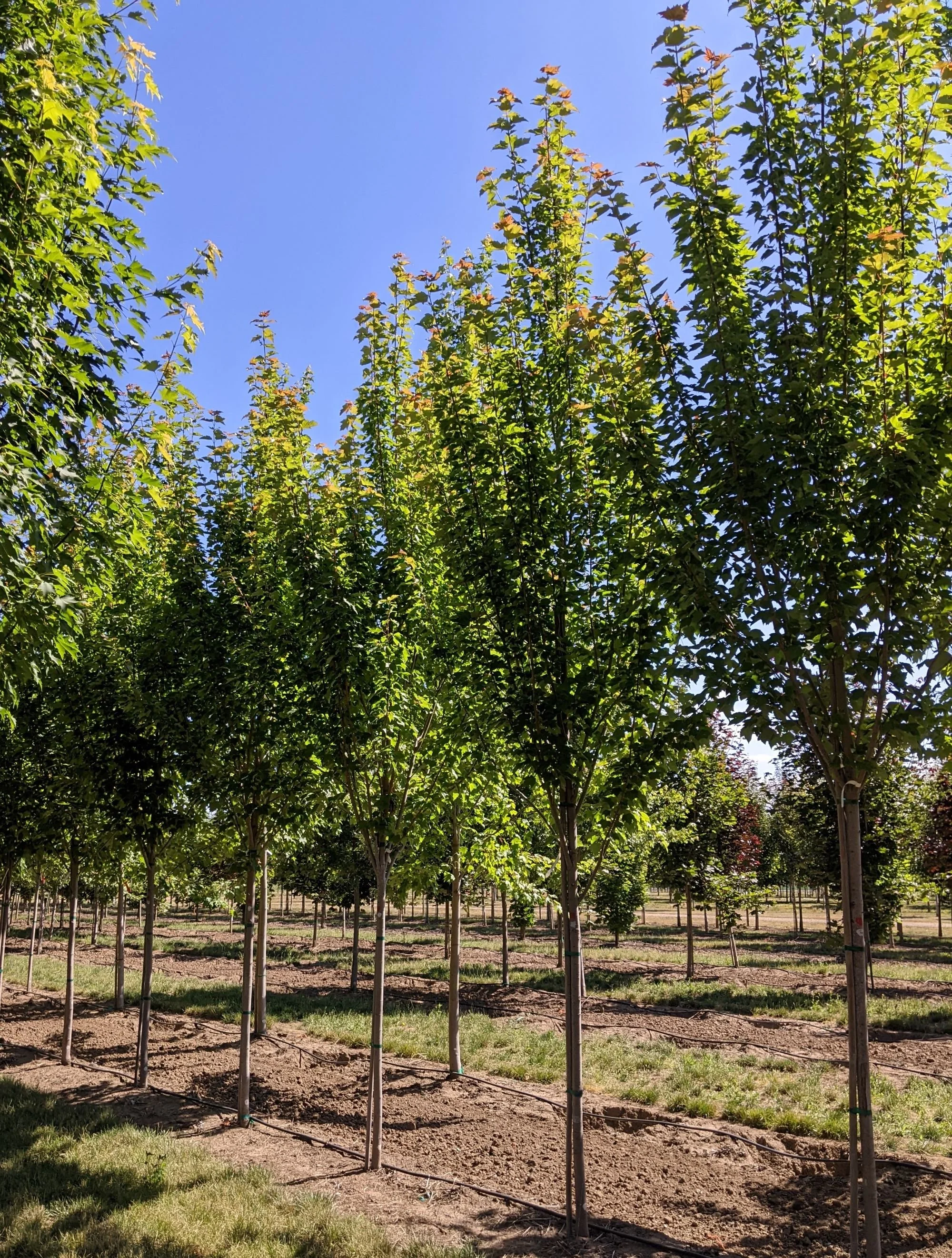 Red Rocket Maple | Acer rubrum 'Red Rocket' — Northwest Shade Trees