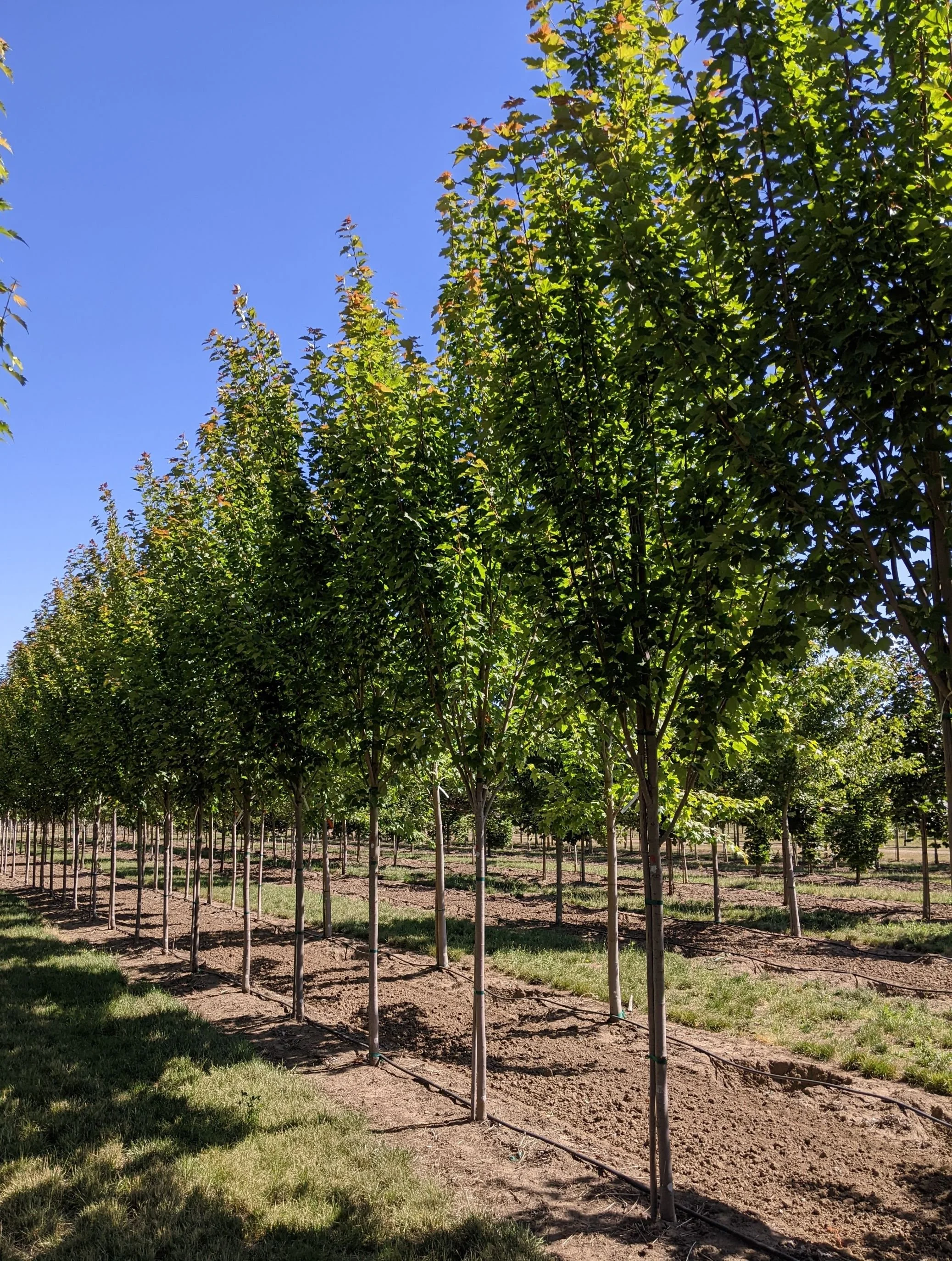 Acer rubrum 'Red Rocket' | Red Maple 'Red Rocket' — Northwest Shade Trees