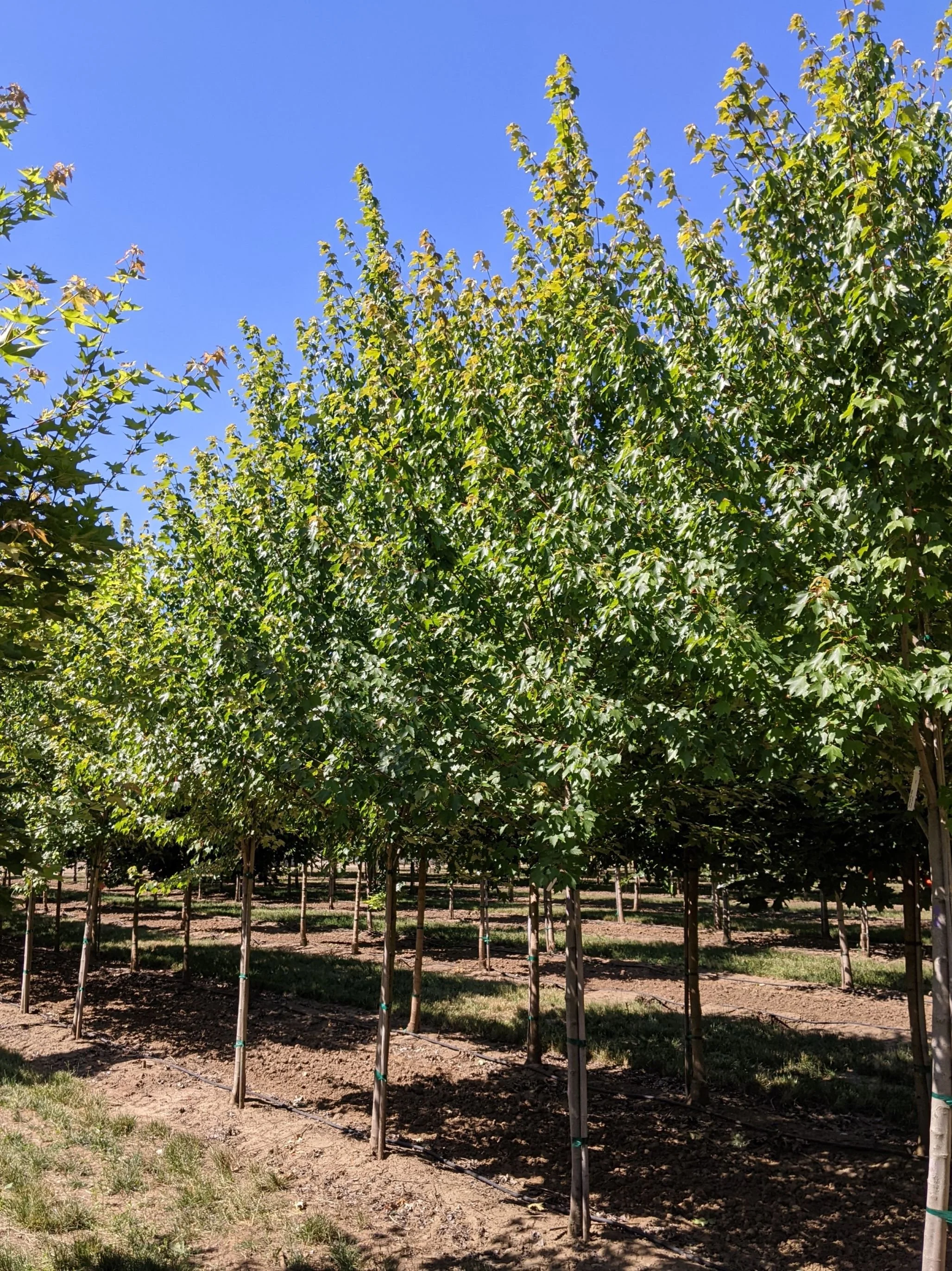 Sun Valley Maple | Acer rubrum 'Sun Valley' — Northwest Shade Trees