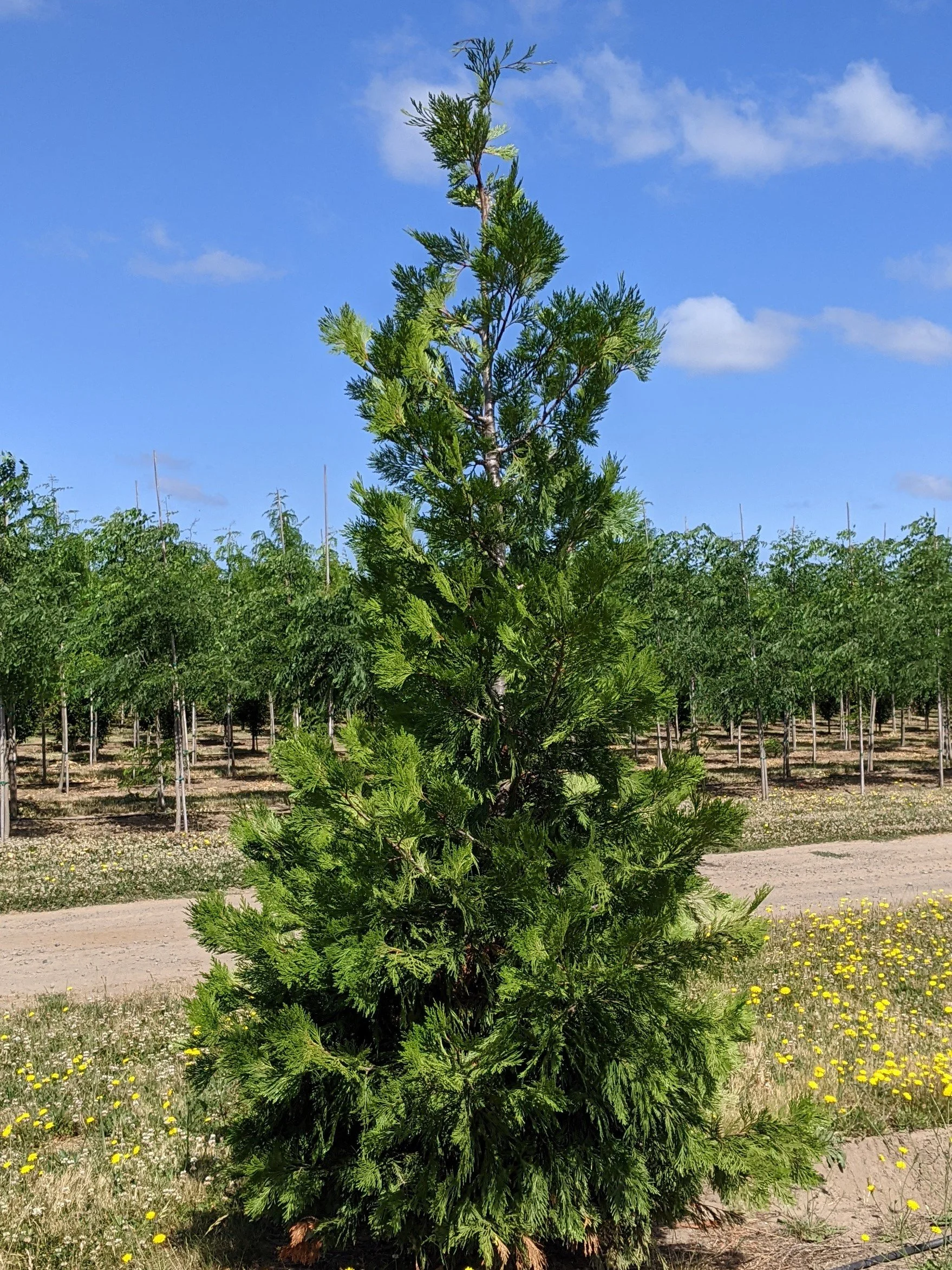 Incense Cedar | Calocedrus decurrens — Northwest Shade Trees