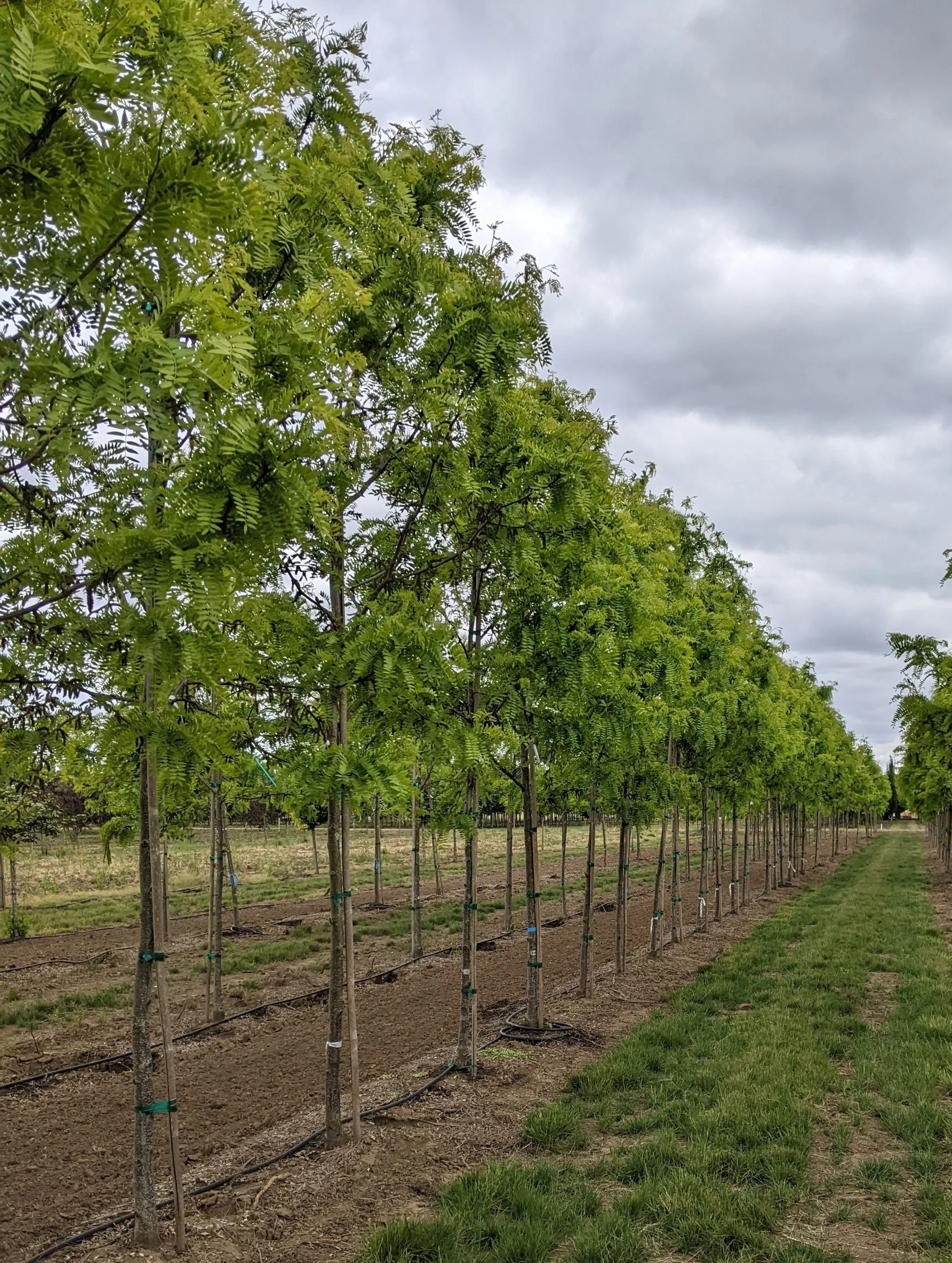 Gleditsia triacanthos Shademaster® | Honeylocust 'Shademaster ...