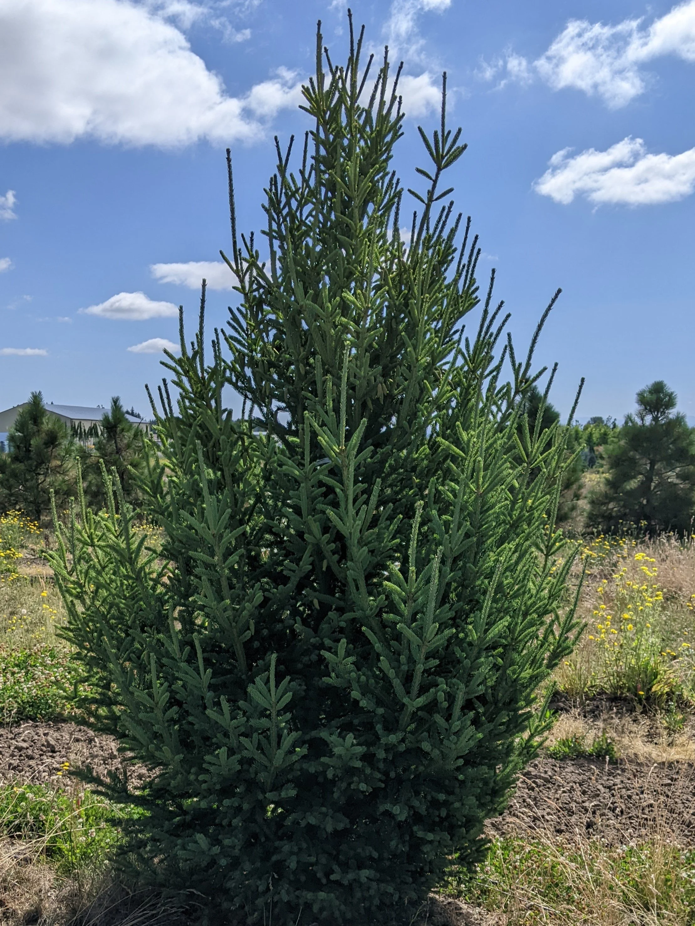 Picea glauca 'Montrose Spire' | White Spruce 'Montrose Spire ...