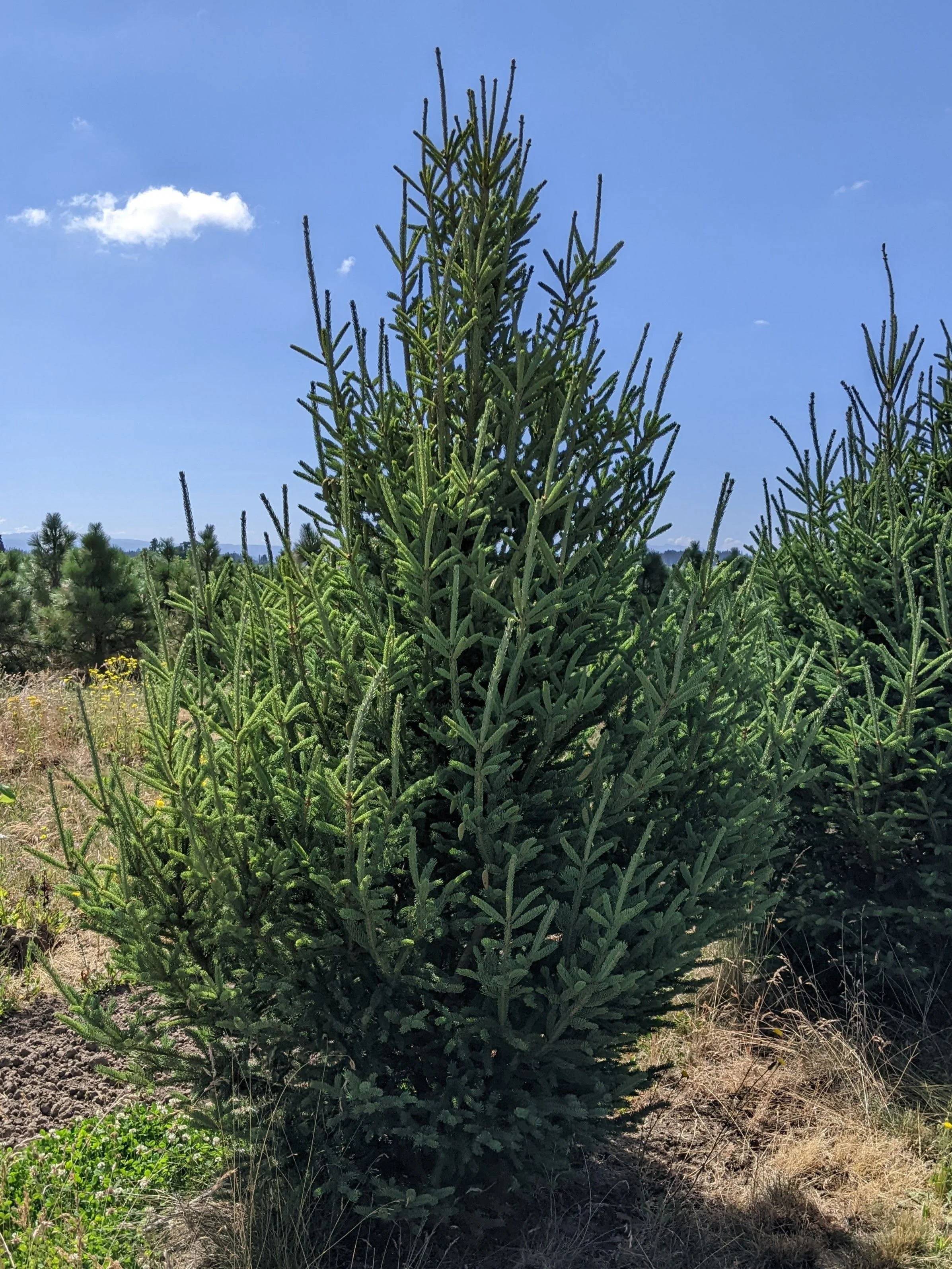 Montrose Spire Spruce | Picea glauca 'Montrose Spire' — Northwest Shade ...