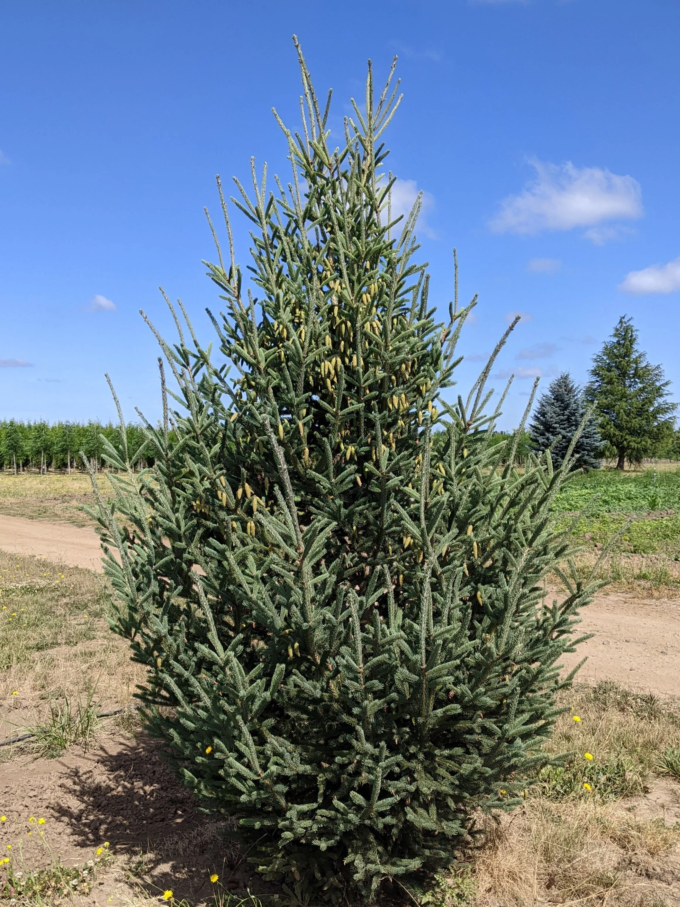 Montrose Spire Spruce | Picea glauca 'Montrose Spire' — Northwest Shade Trees