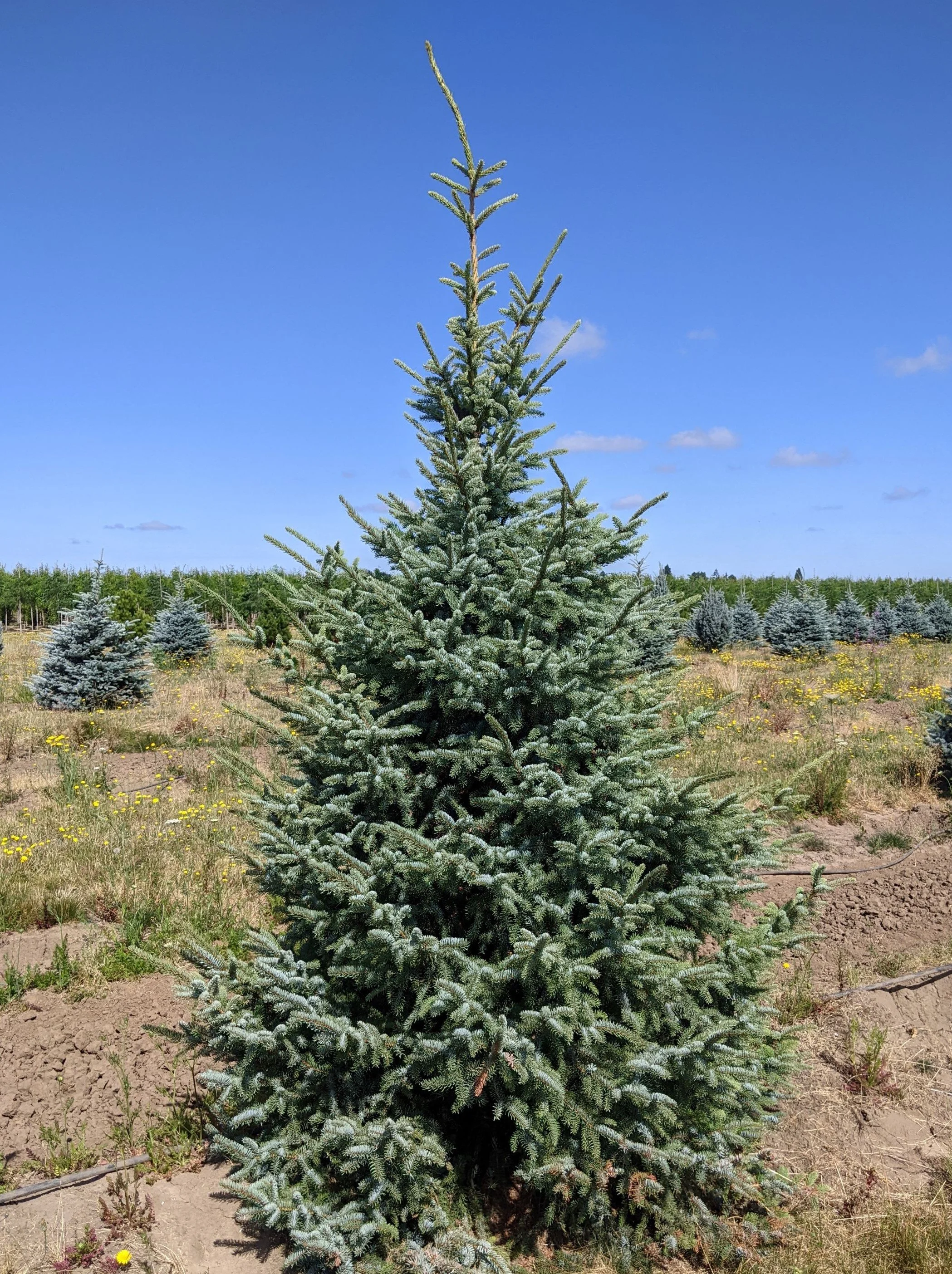 Picea omorika 'Bruns' | Serbian Spruce 'Bruns' — Northwest Shade Trees