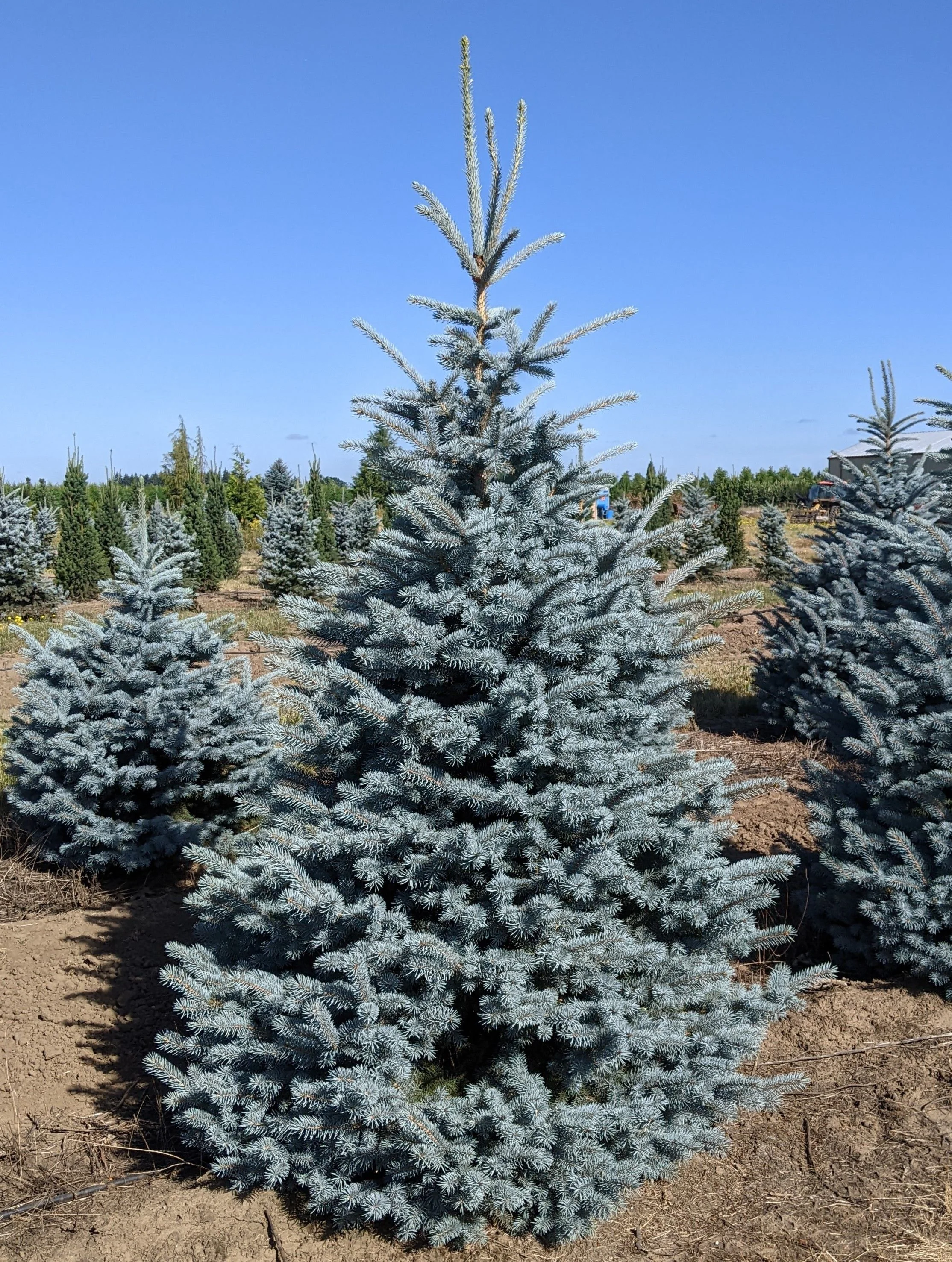 Picea pungens 'Baby Blue' | Colorado Spruce 'Baby Blue' — Northwest Shade Trees