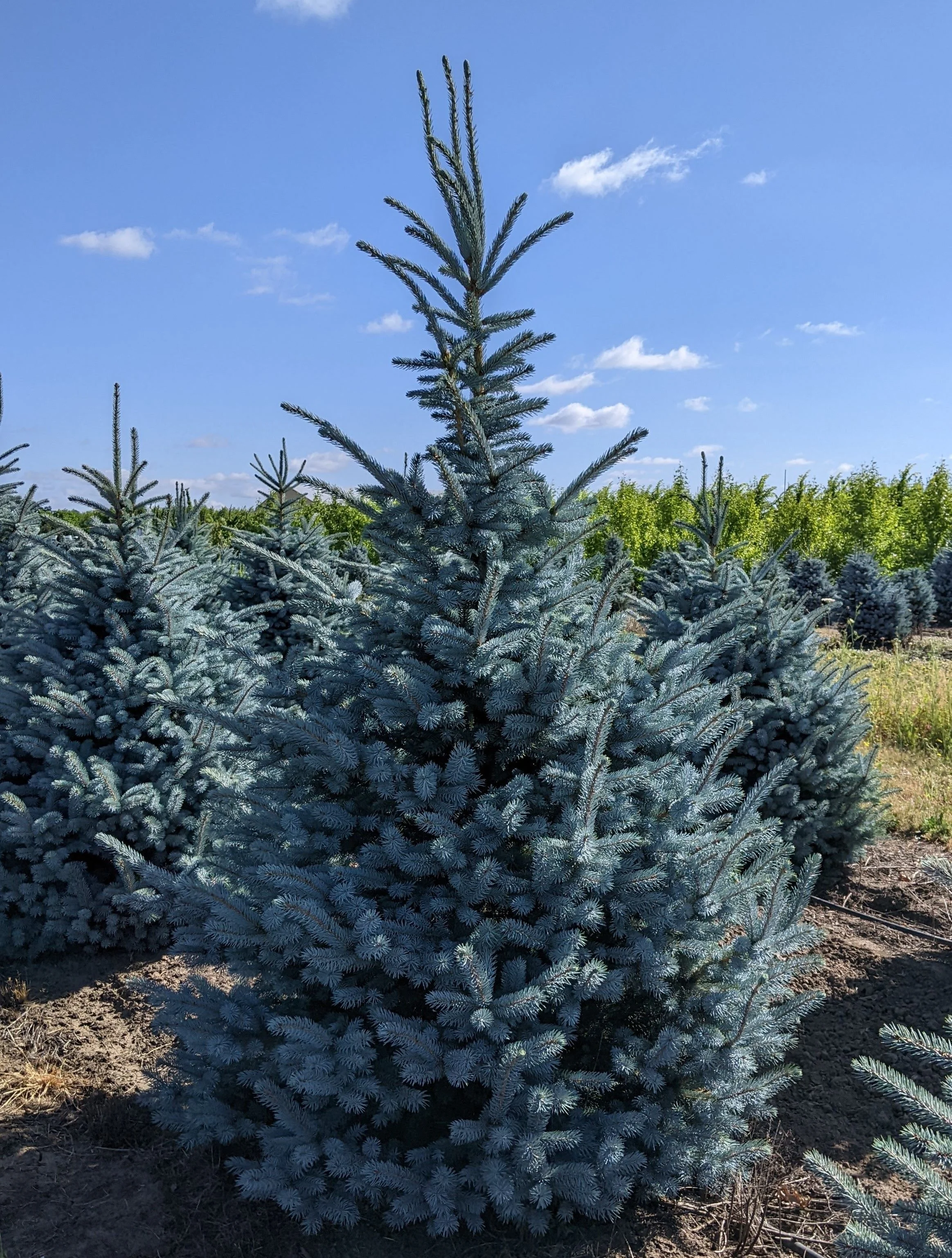 Baby Blue Spruce | Picea pungens 'Baby Blue' — Northwest Shade Trees