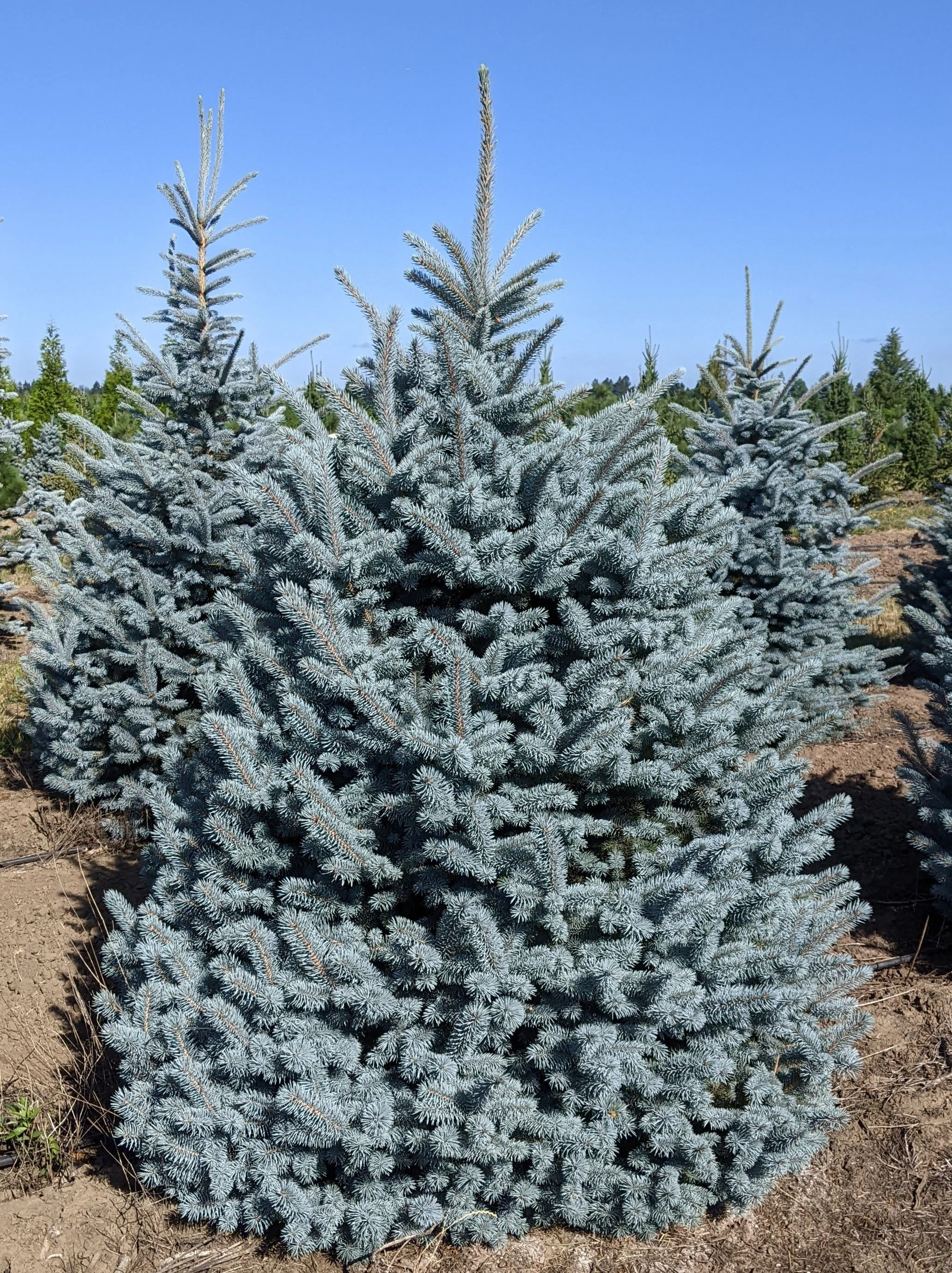 Baby Blue Spruce | Picea pungens 'Baby Blue' — Northwest Shade Trees