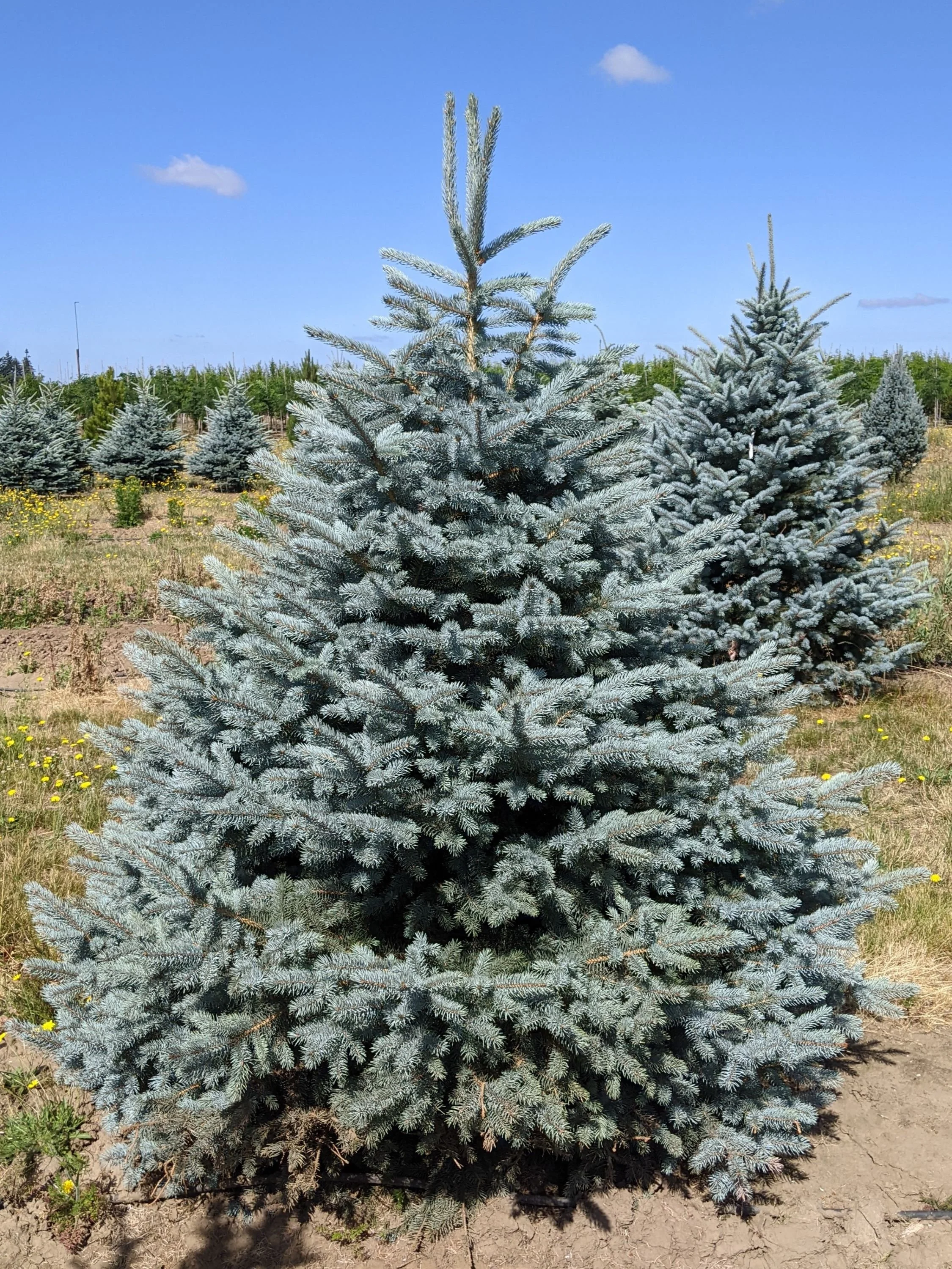 Baby Blue Eyes Spruce | Picea pungens 'Baby Blueyes' — Northwest Shade ...