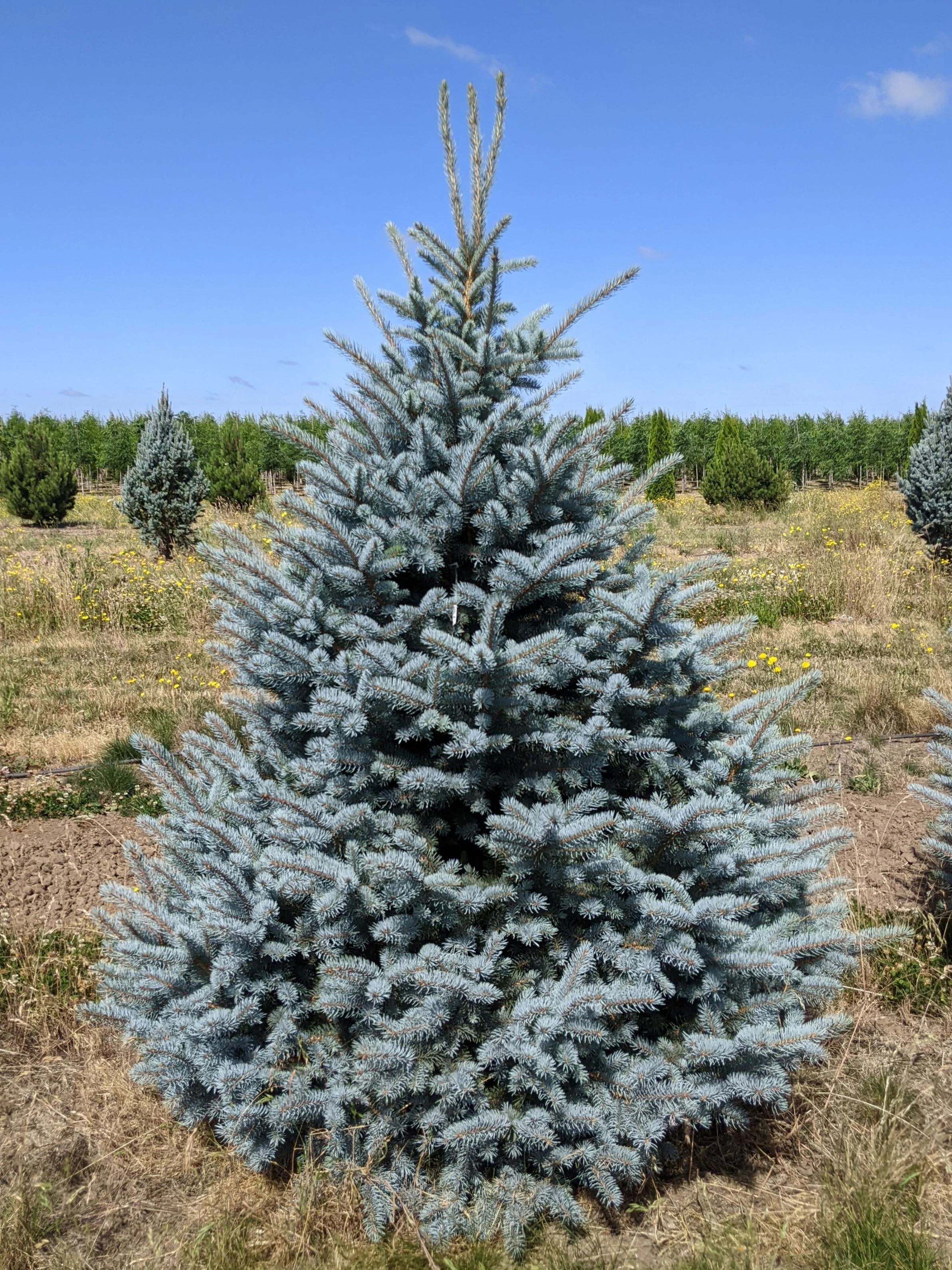 Baby Blue Eyes Spruce | Picea pungens 'Baby Blueyes' — Northwest Shade ...