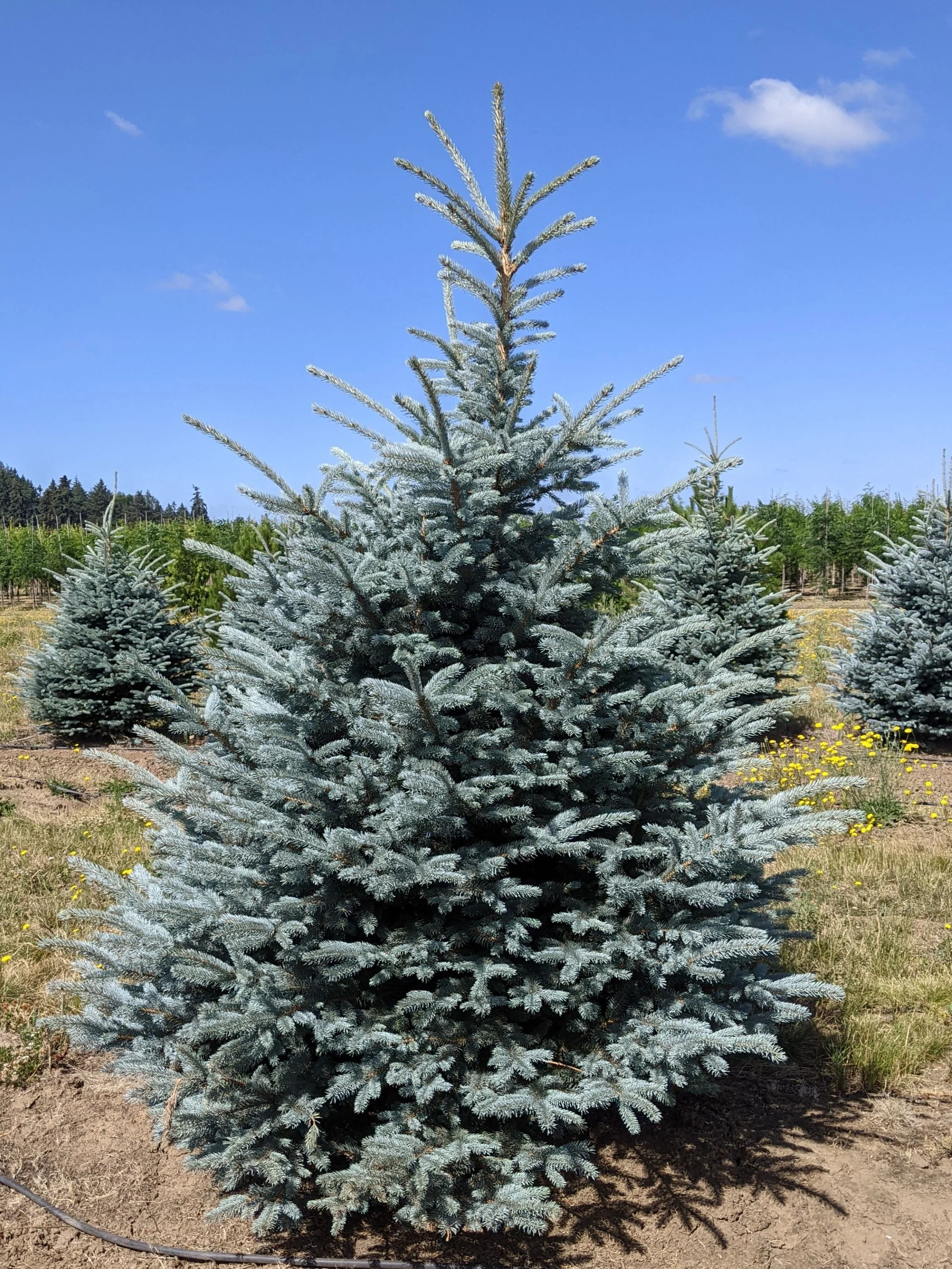 Bakeri Blue Spruce | Picea pungens 'Bakeri' — Northwest Shade Trees