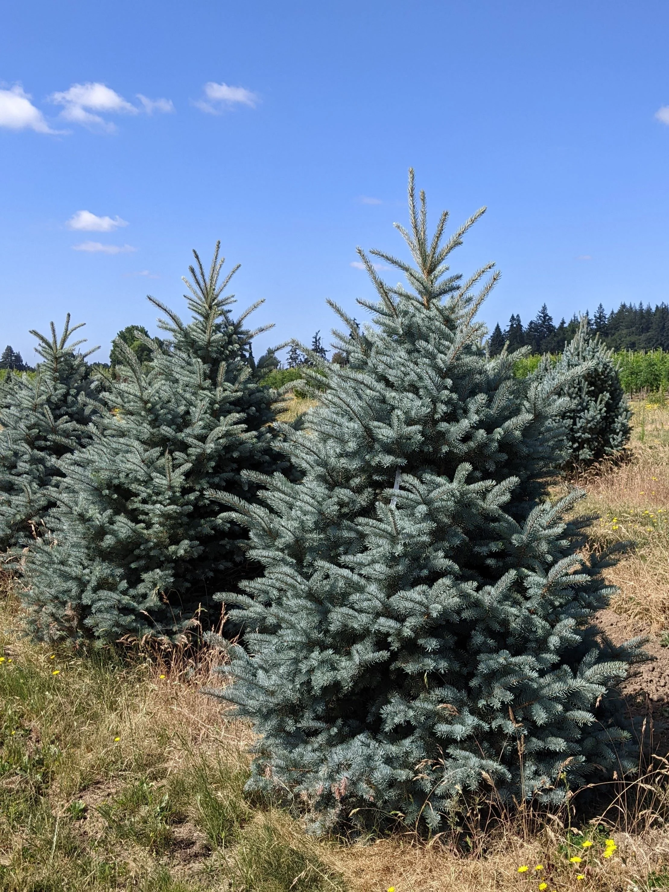 Bakeri Blue Spruce | Picea pungens 'Bakeri' — Northwest Shade Trees