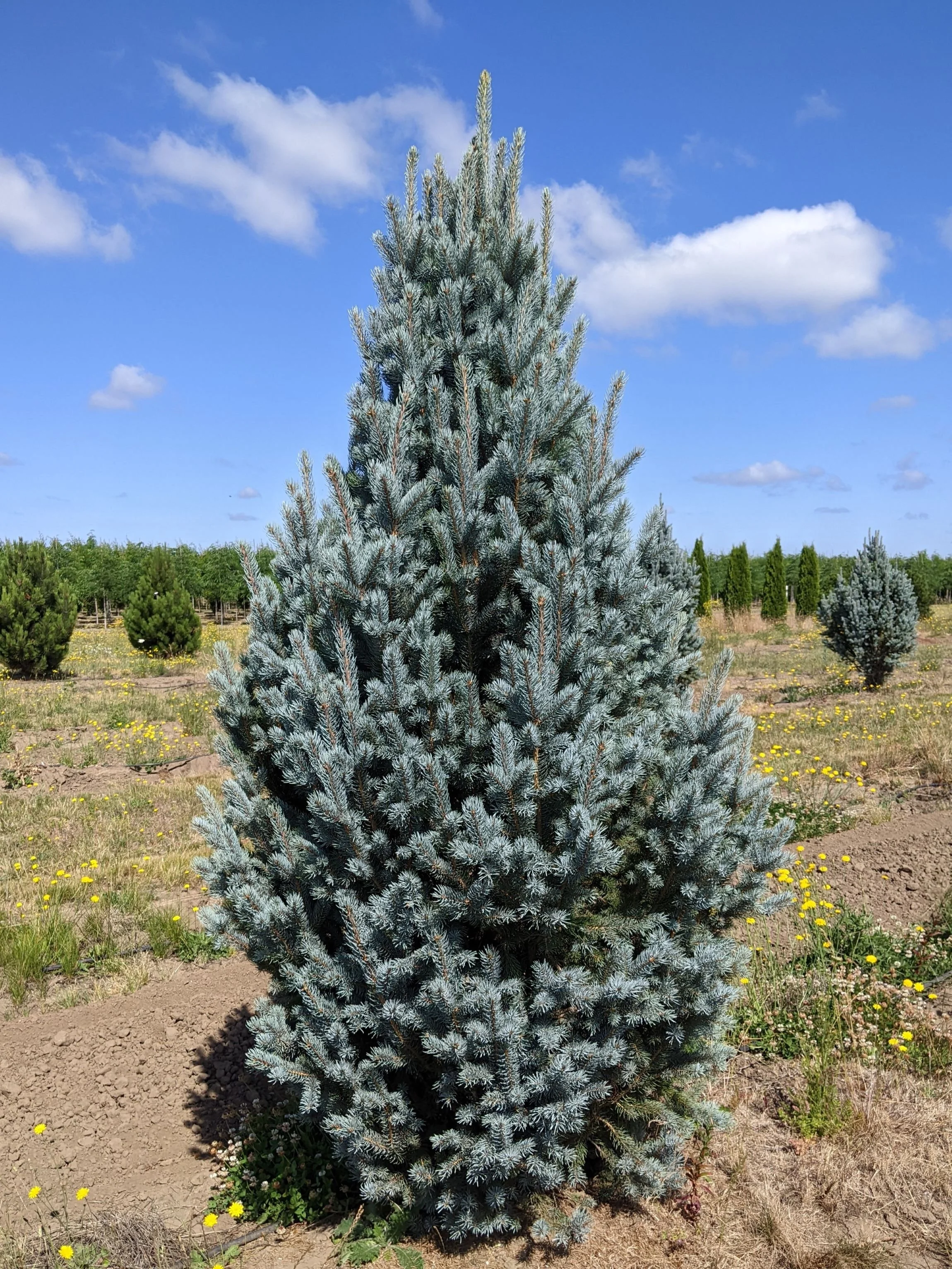 Fastigiate Spruce | Picea pungens 'Fastigiata' — Northwest Shade Trees