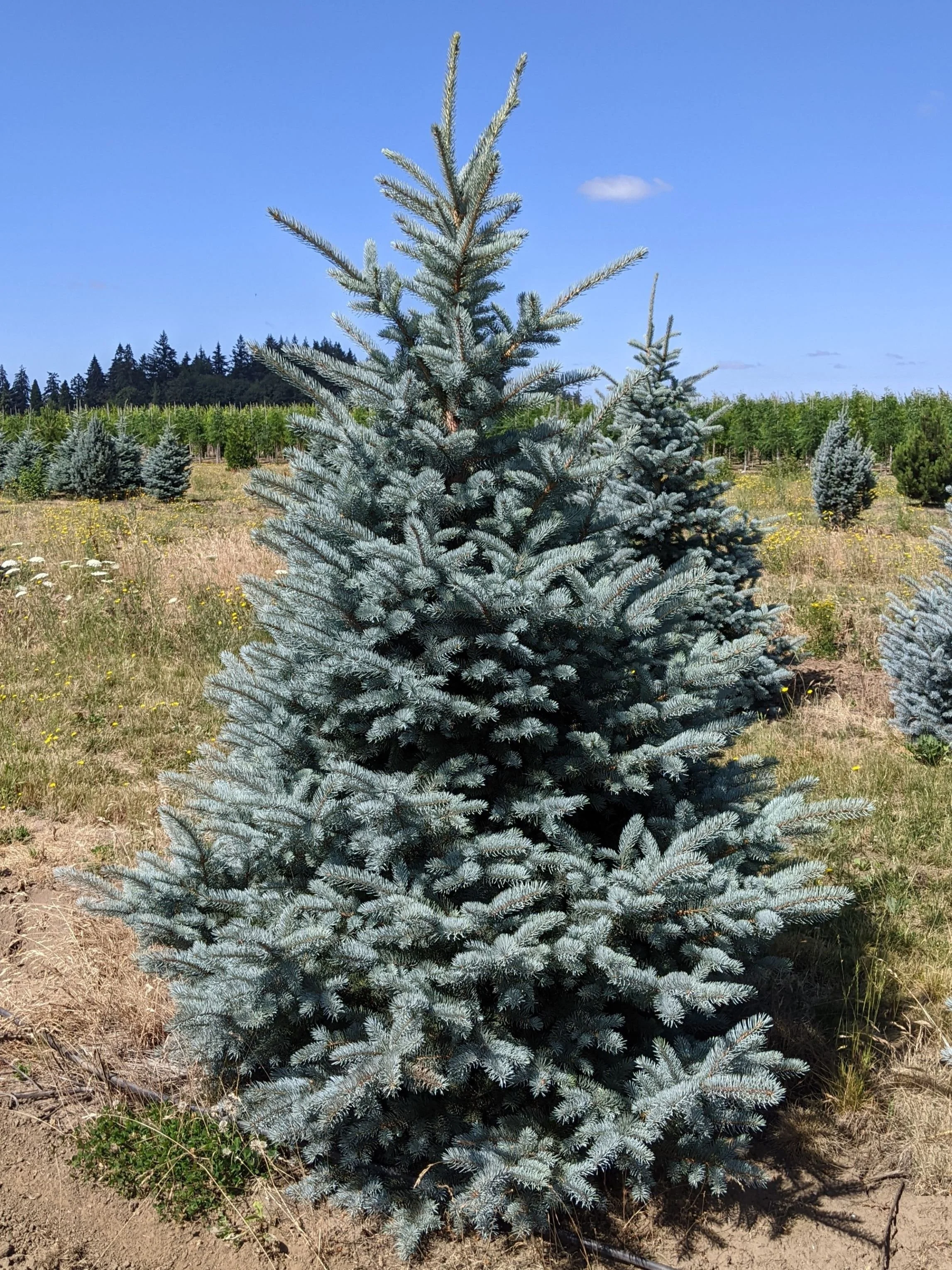 Fat Albert Blue Spruce | Picea pungens 'Fat Albert' — Northwest Shade Trees
