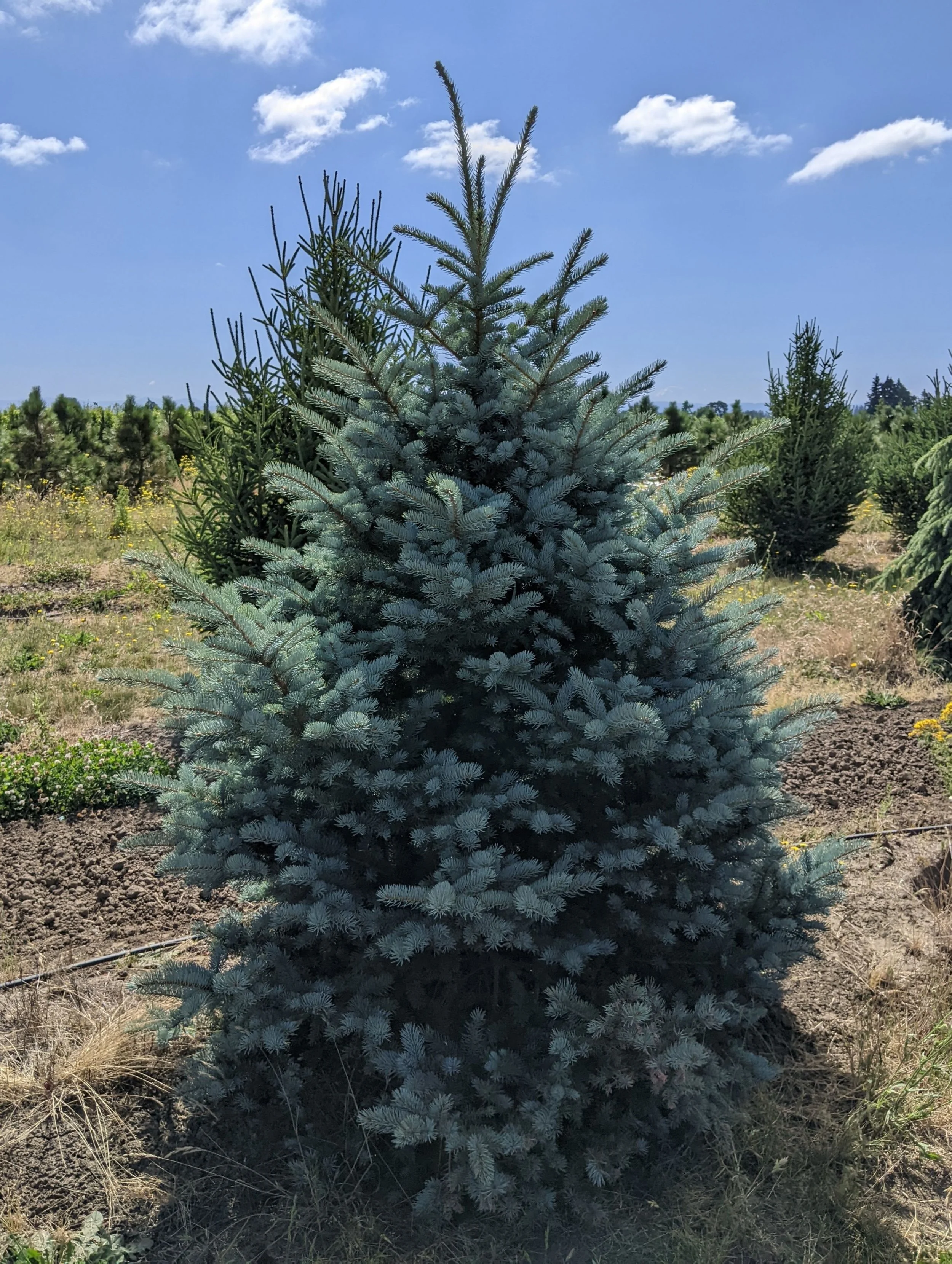 Fat Albert Blue Spruce | Picea pungens 'Fat Albert' — Northwest Shade Trees