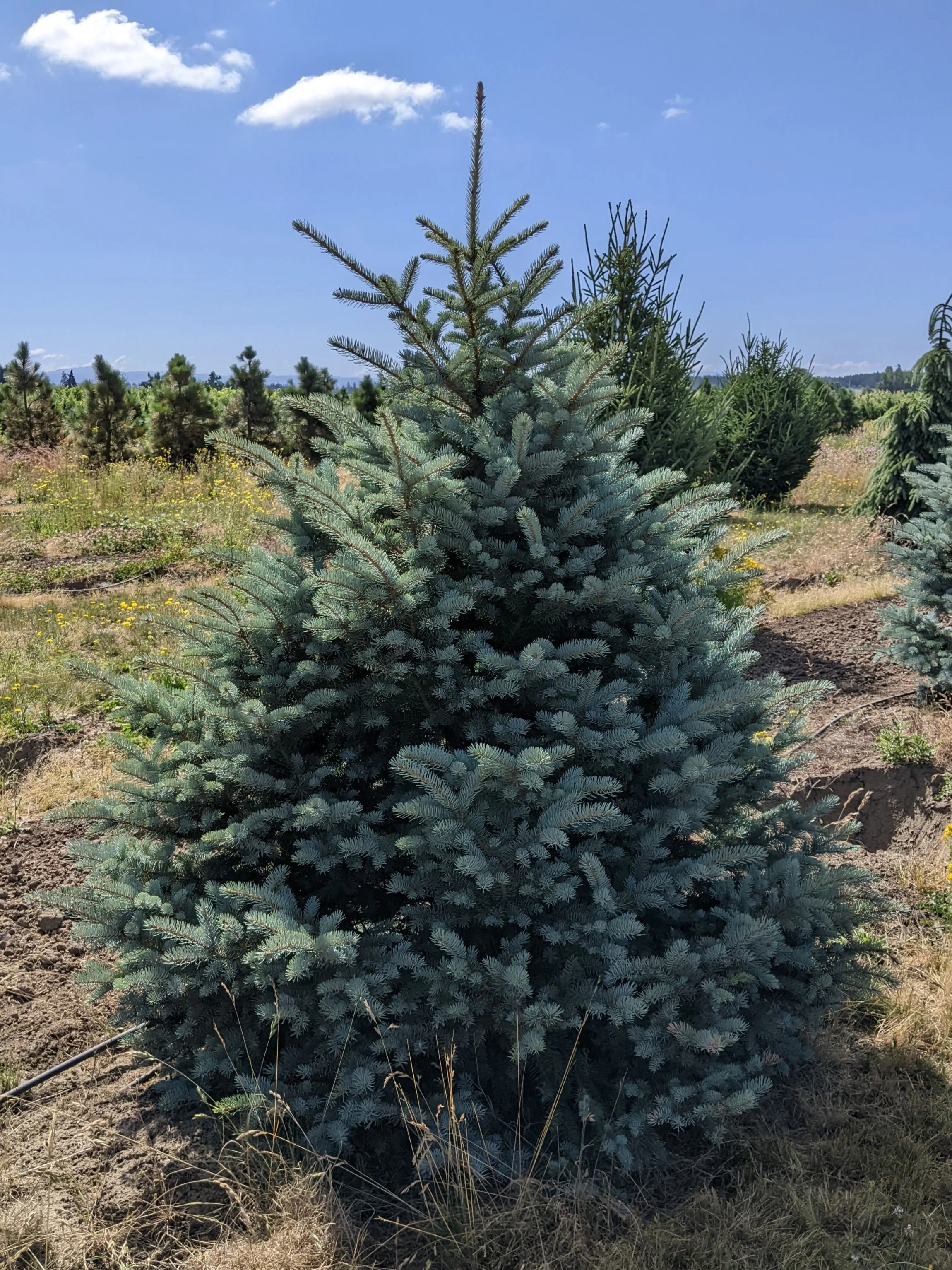Fat Albert Blue Spruce | Picea pungens 'Fat Albert' — Northwest Shade Trees