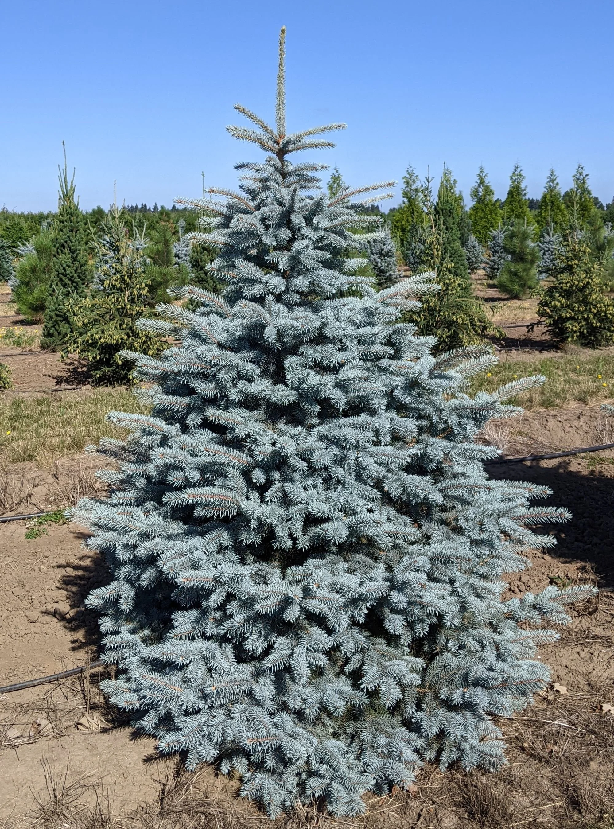 Hoopsii Blue Spruce | Picea pungens 'Hoopsii' — Northwest Shade Trees