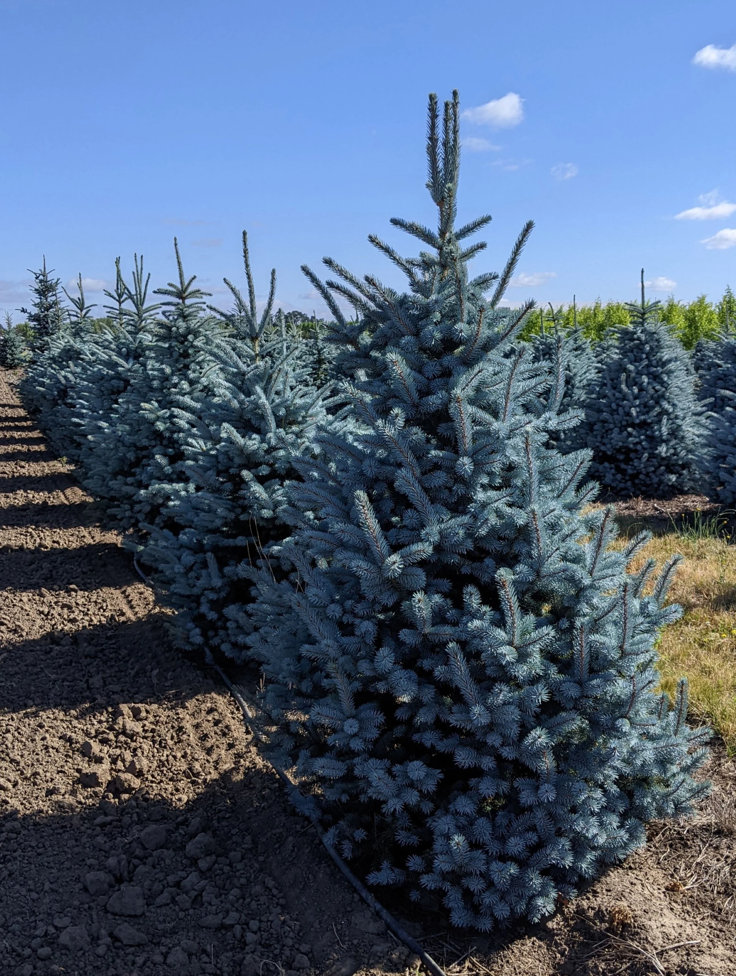 Baby Blue Spruce | Picea pungens 'Baby Blue' — Northwest Shade Trees