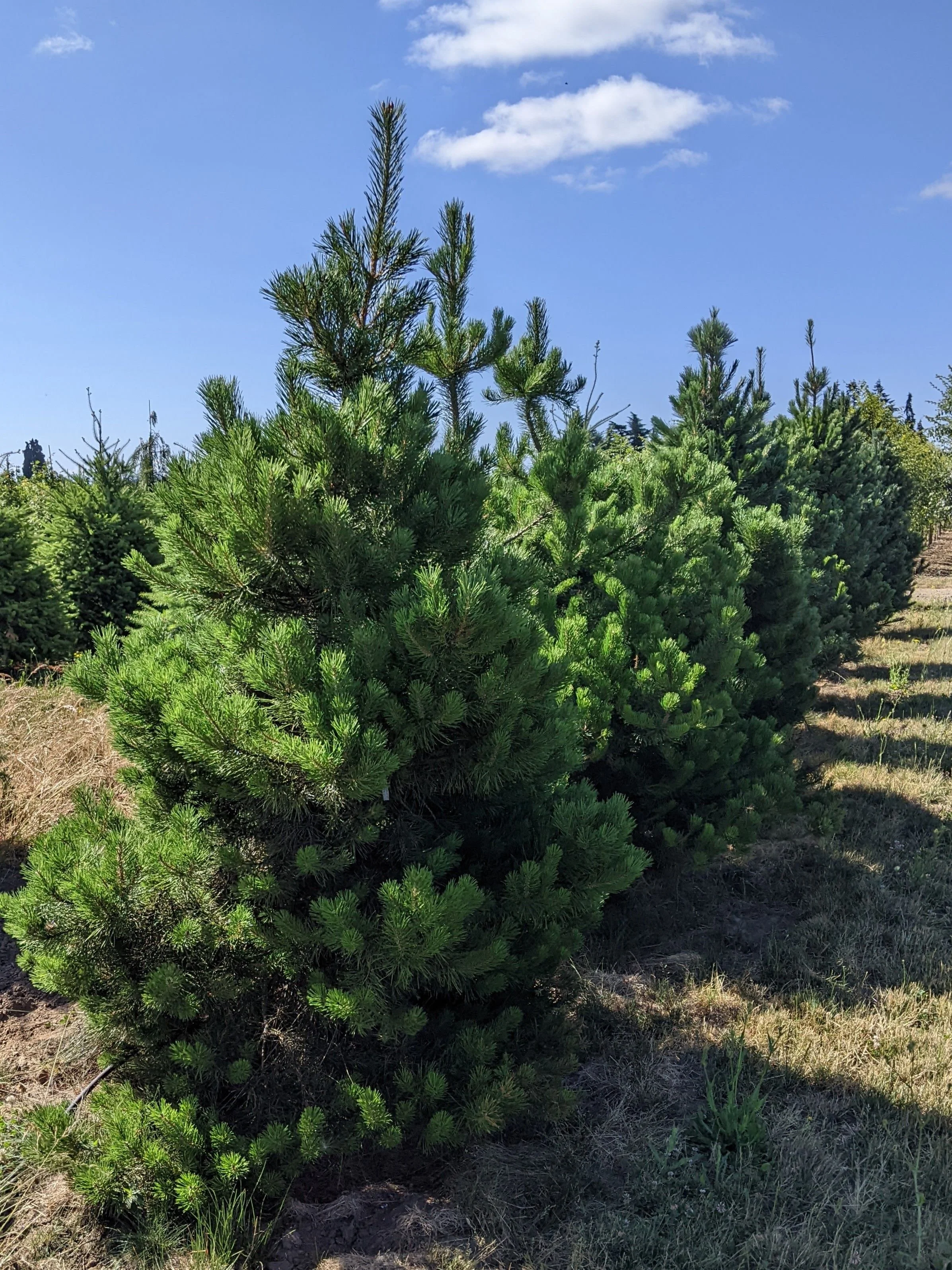 Shore Pine | Pinus contorta var. contorta — Northwest Shade Trees