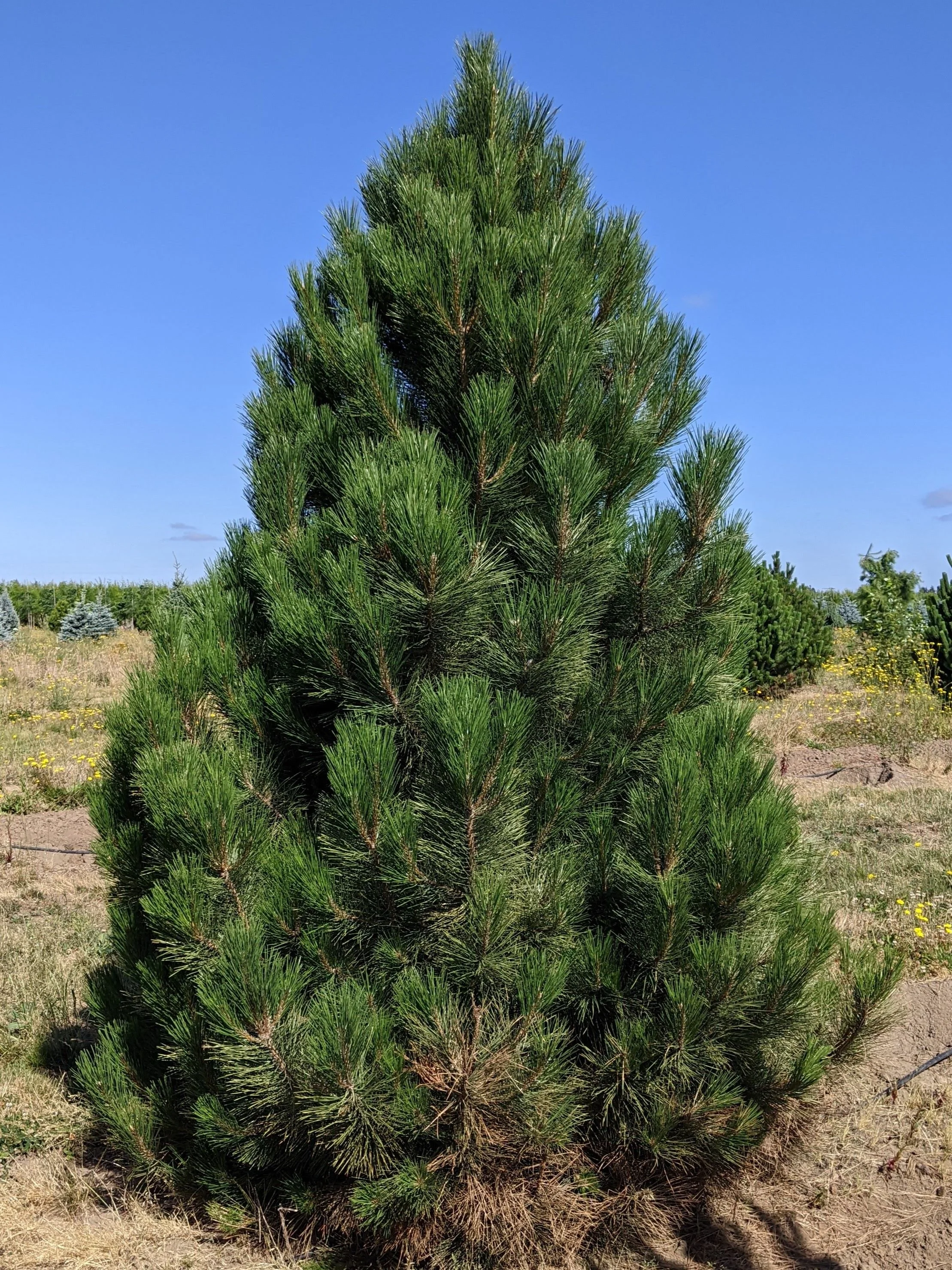 Austrian Pine | Pinus nigra — Northwest Shade Trees