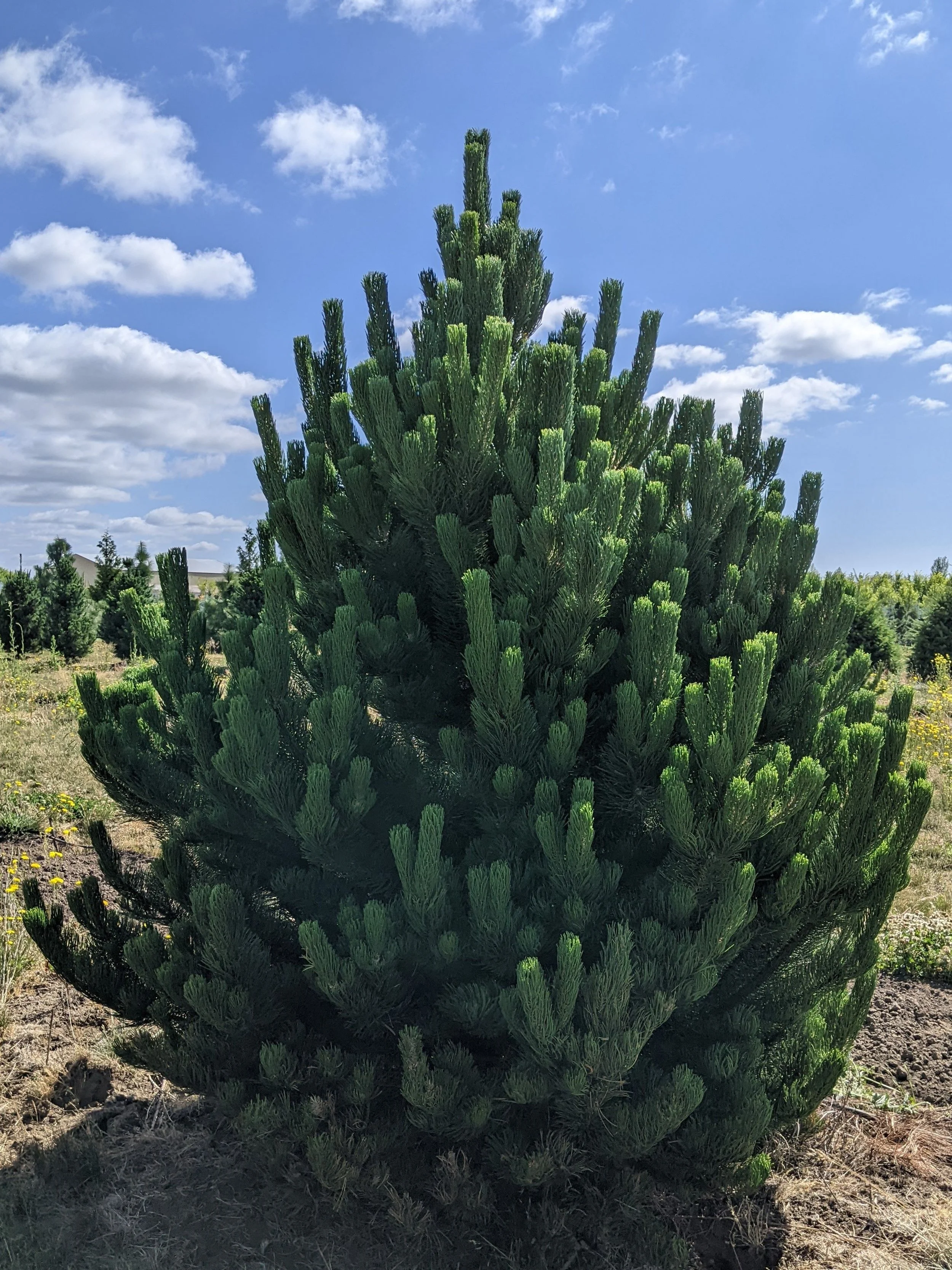 Oregon Green Austrian Pine | Pinus nigra 'Oregon Green' — Northwest ...