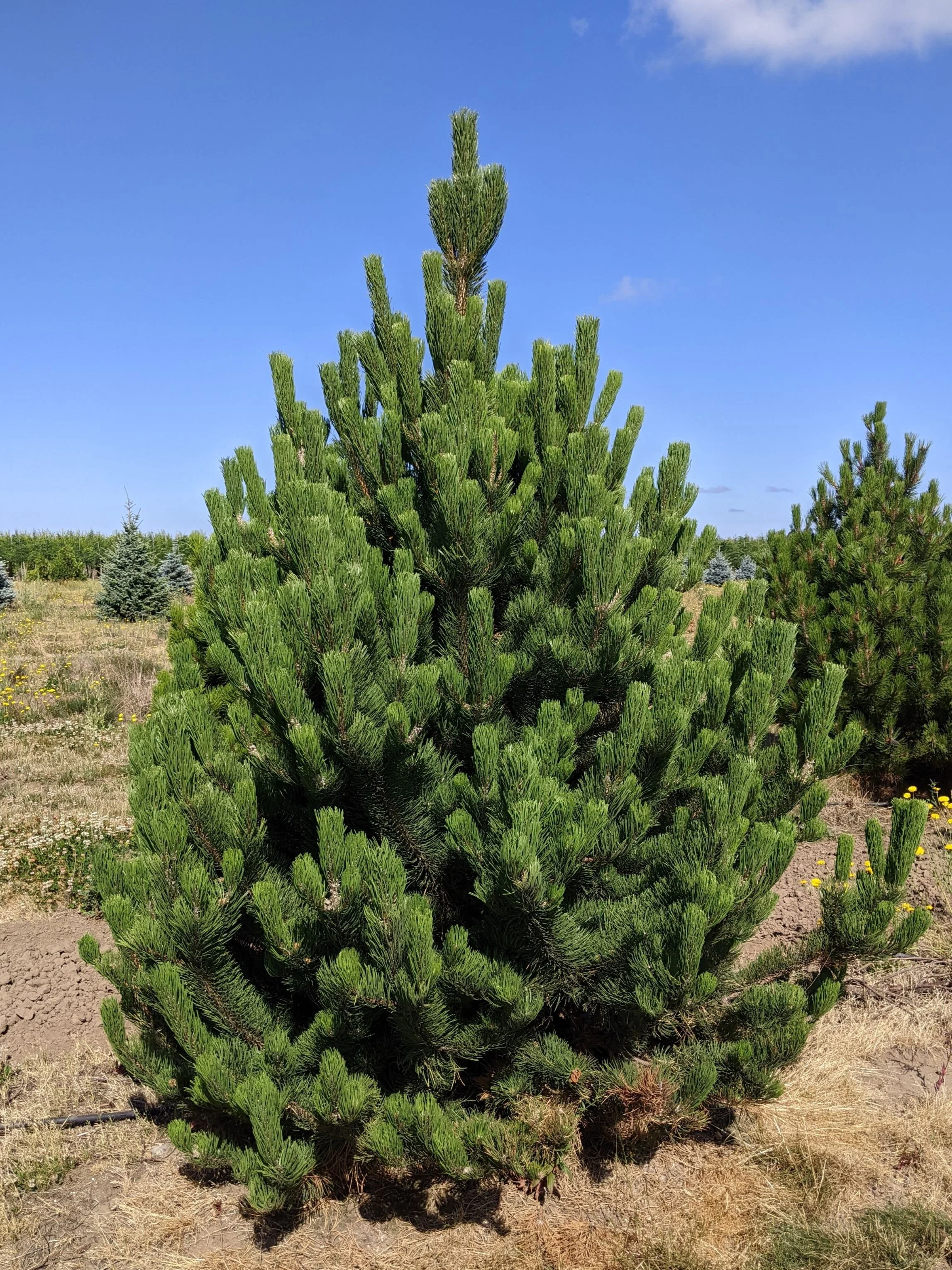 Oregon Green Austrian Pine | Pinus nigra 'Oregon Green' — Northwest ...