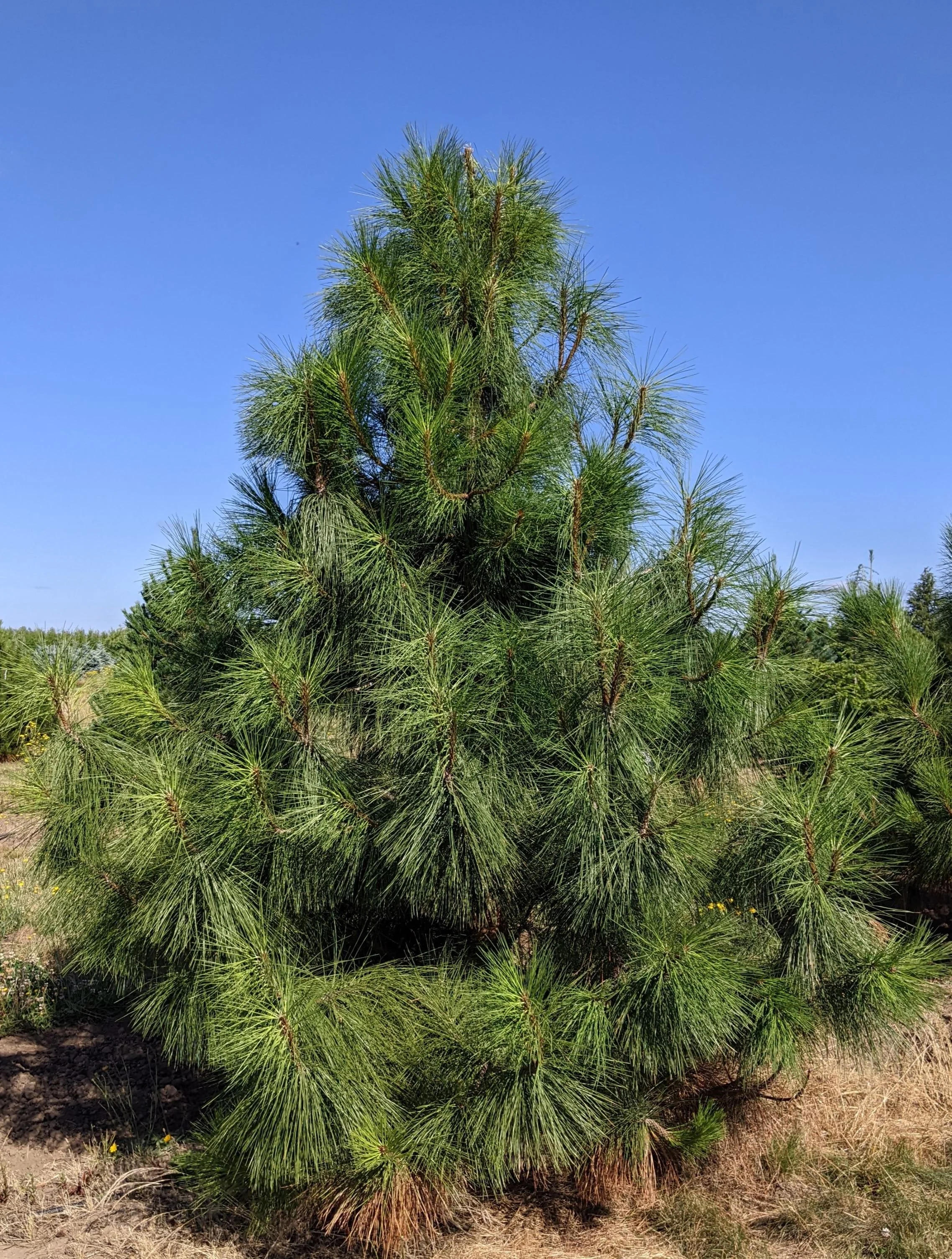 W. V. Strain Ponderosa Pine | Pinus ponderosa var. benthamiana ...