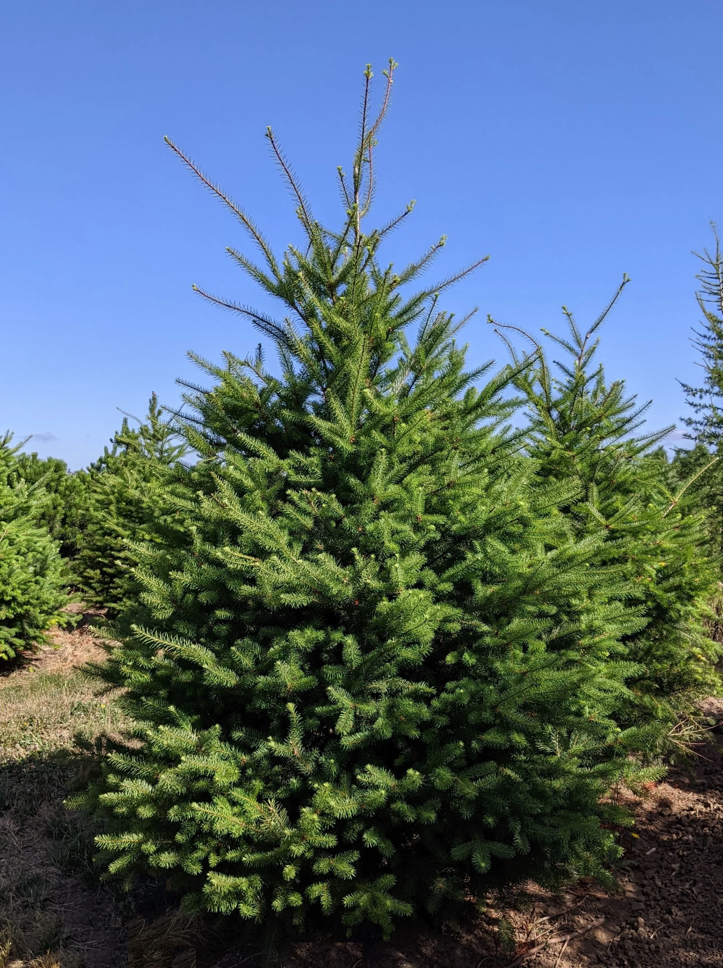 Douglas Fir | Pseudotsuga menziesii — Northwest Shade Trees