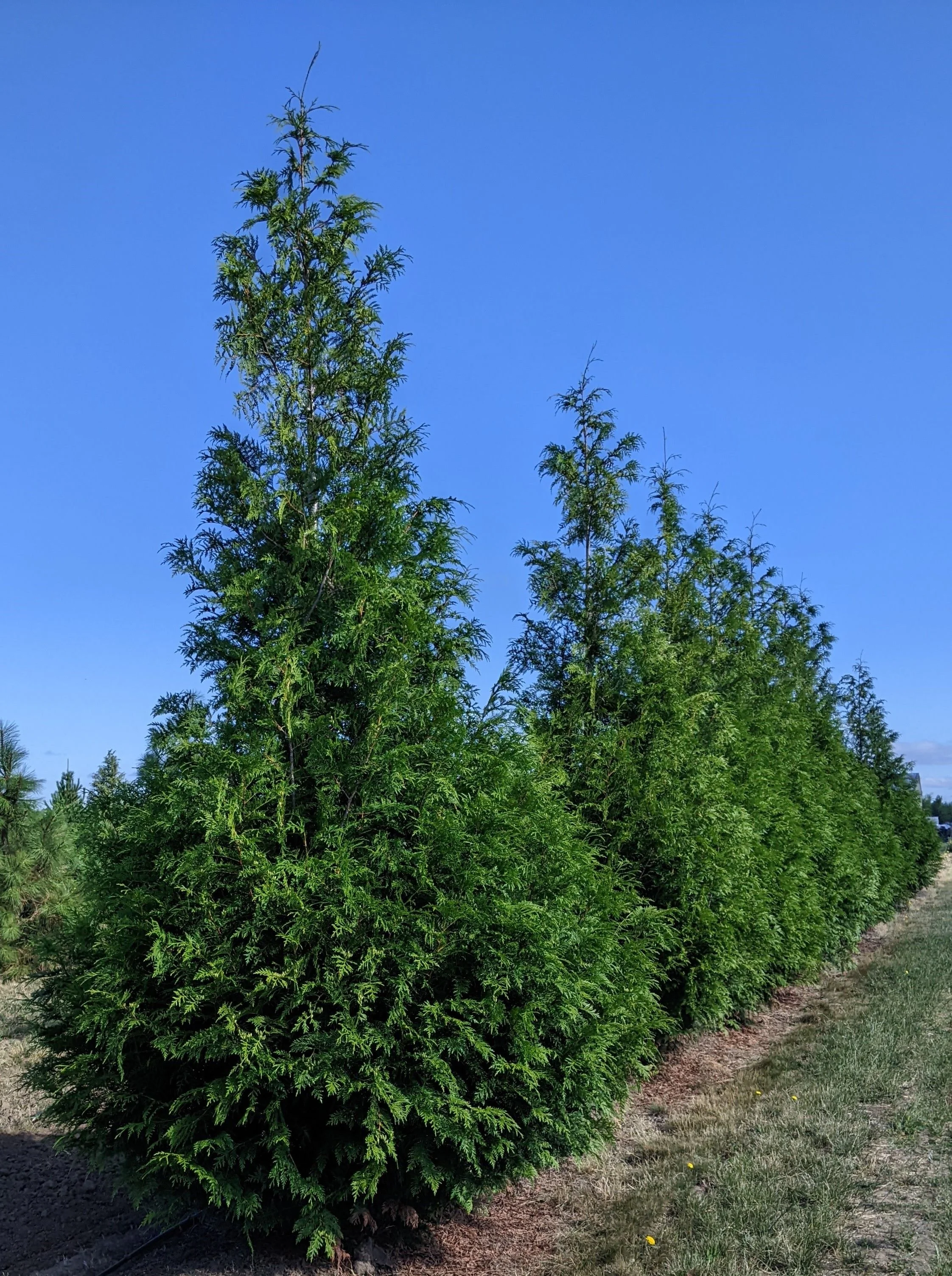 Excelsa Western Red Cedar | Thuja plicata 'Excelsa' — Northwest Shade Trees