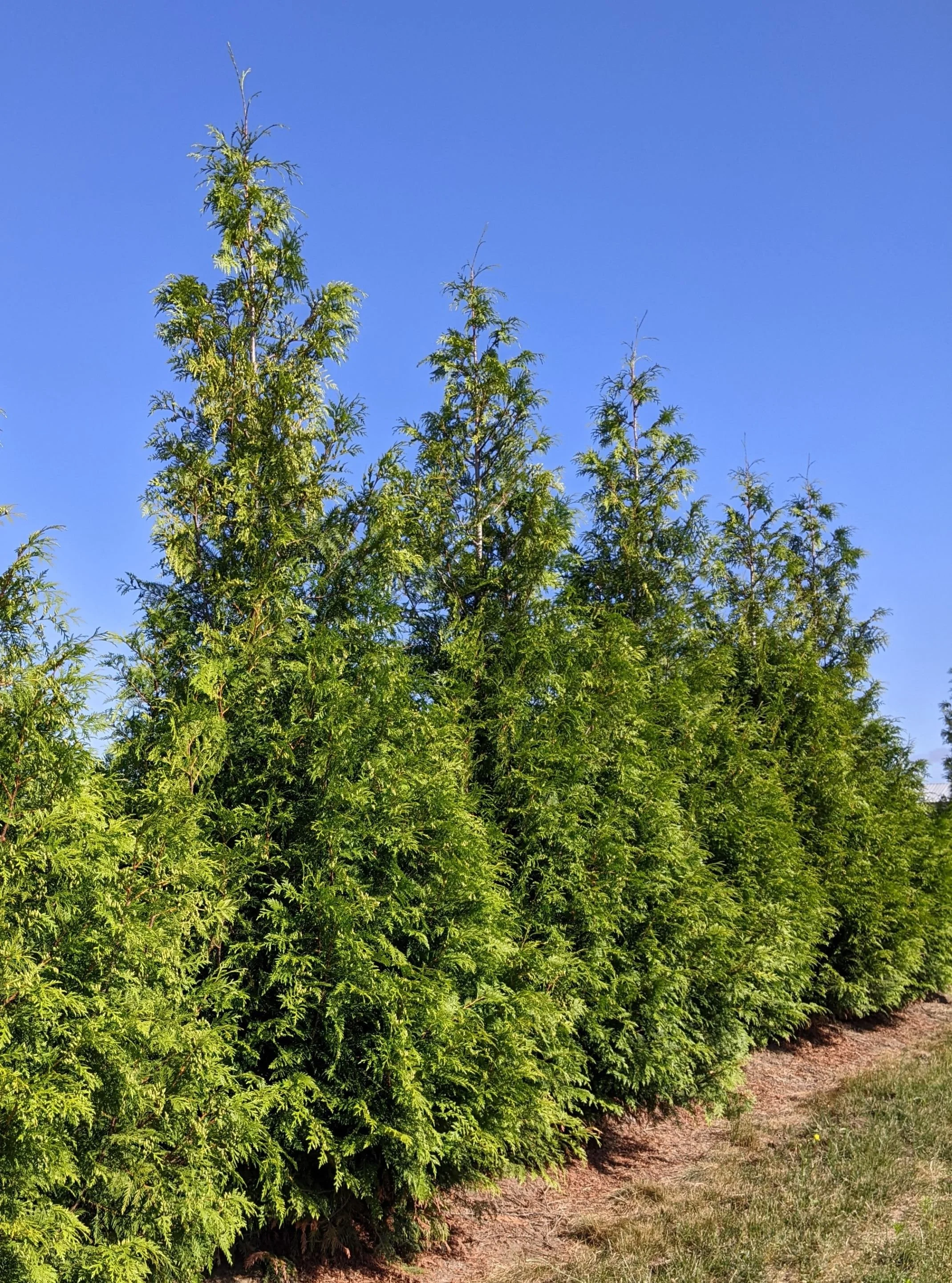 Excelsa Western Red Cedar | Thuja plicata 'Excelsa' — Northwest Shade Trees