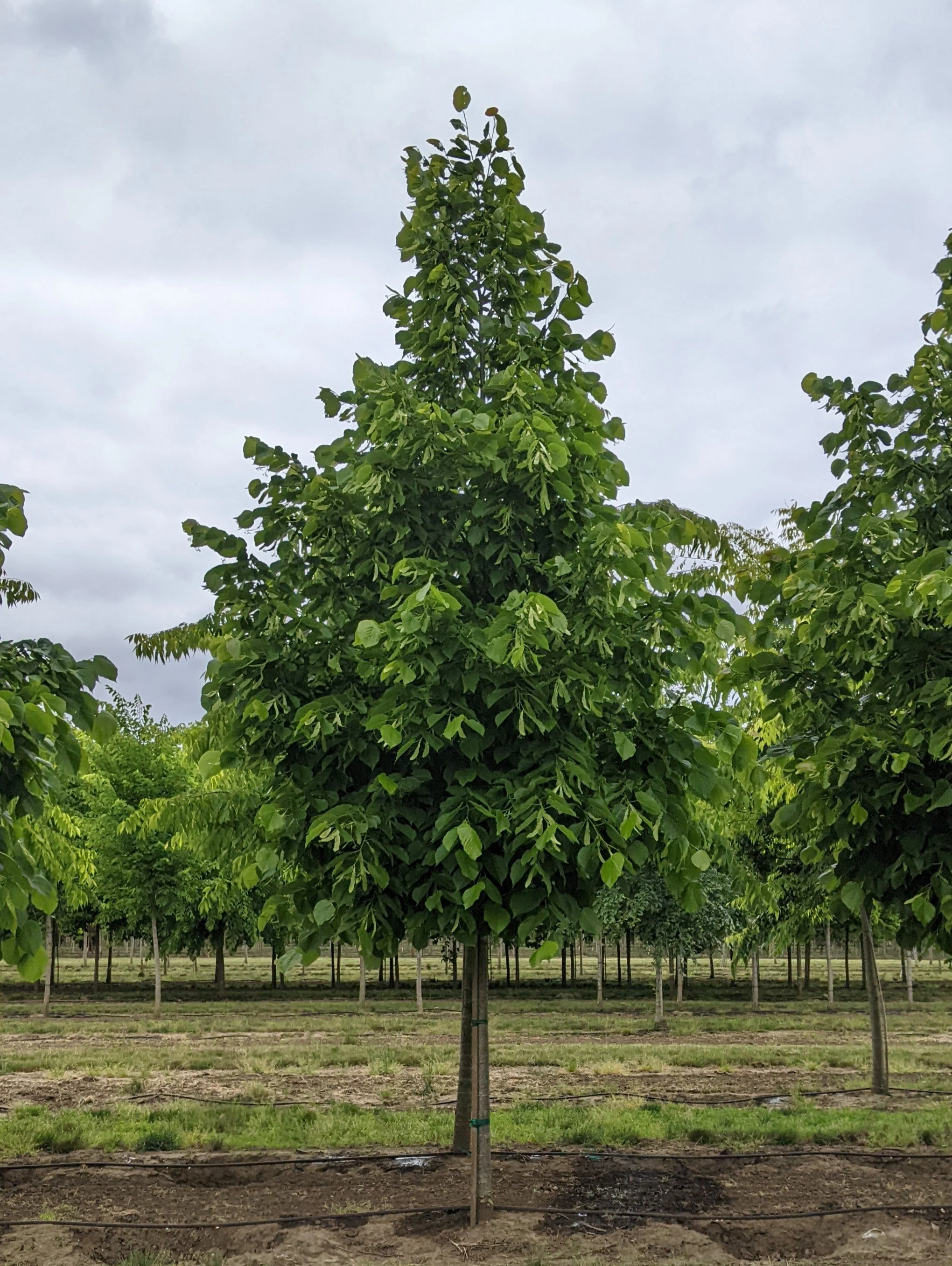 Tilia americana 'Redmond' | American Linden 'Redmond' — Northwest Shade ...