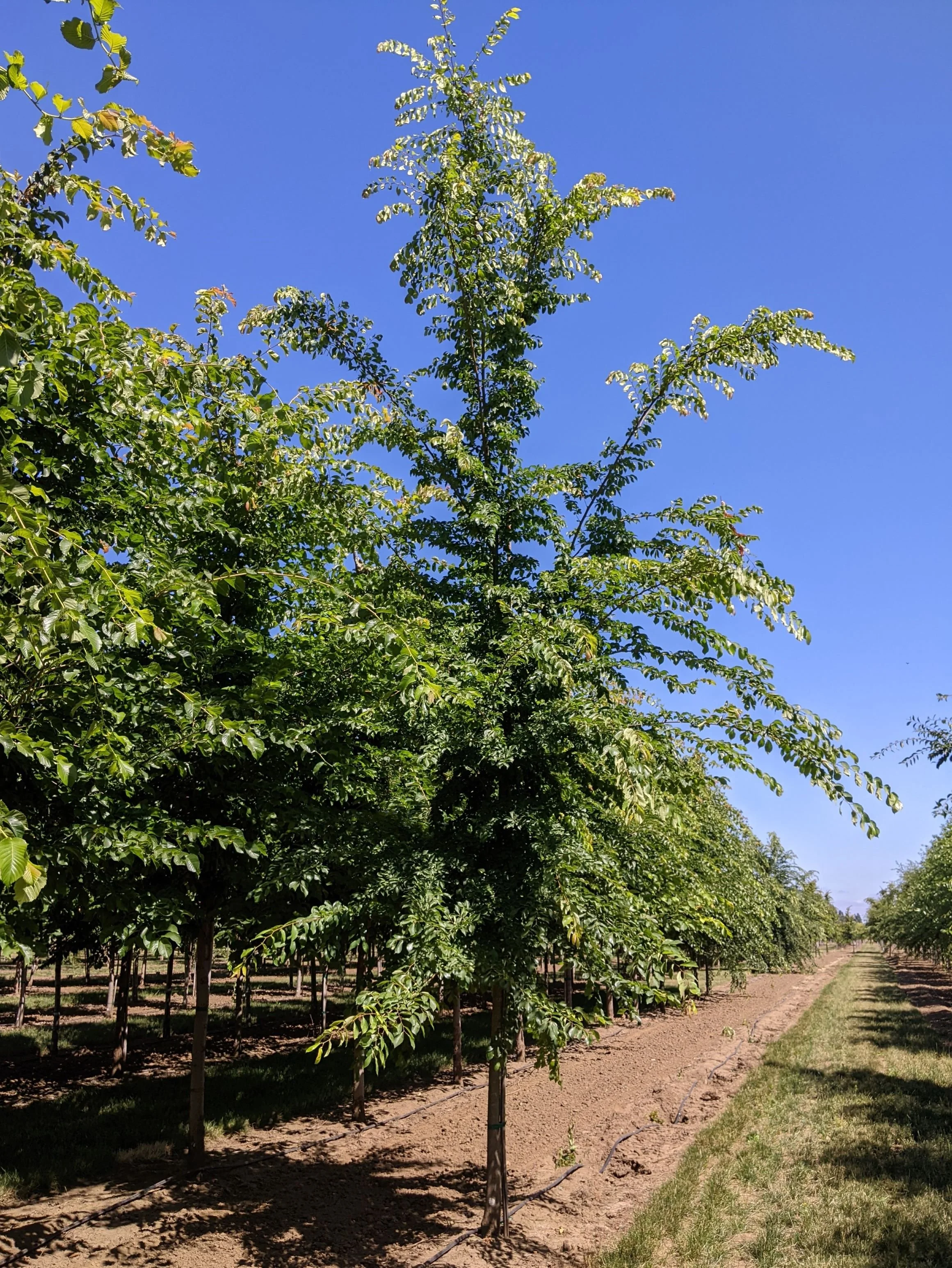 Frontier Elm | Ulmus 'Frontier' — Northwest Shade Trees