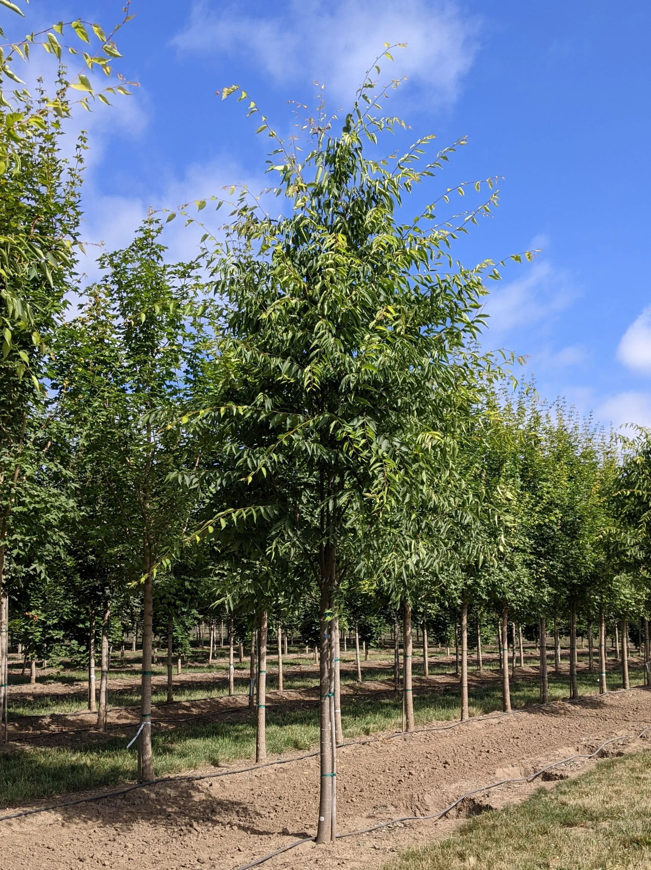 Zelkova serrata 'Burgundy Vase' | Japanese Zelkova 'Burgundy Vase ...