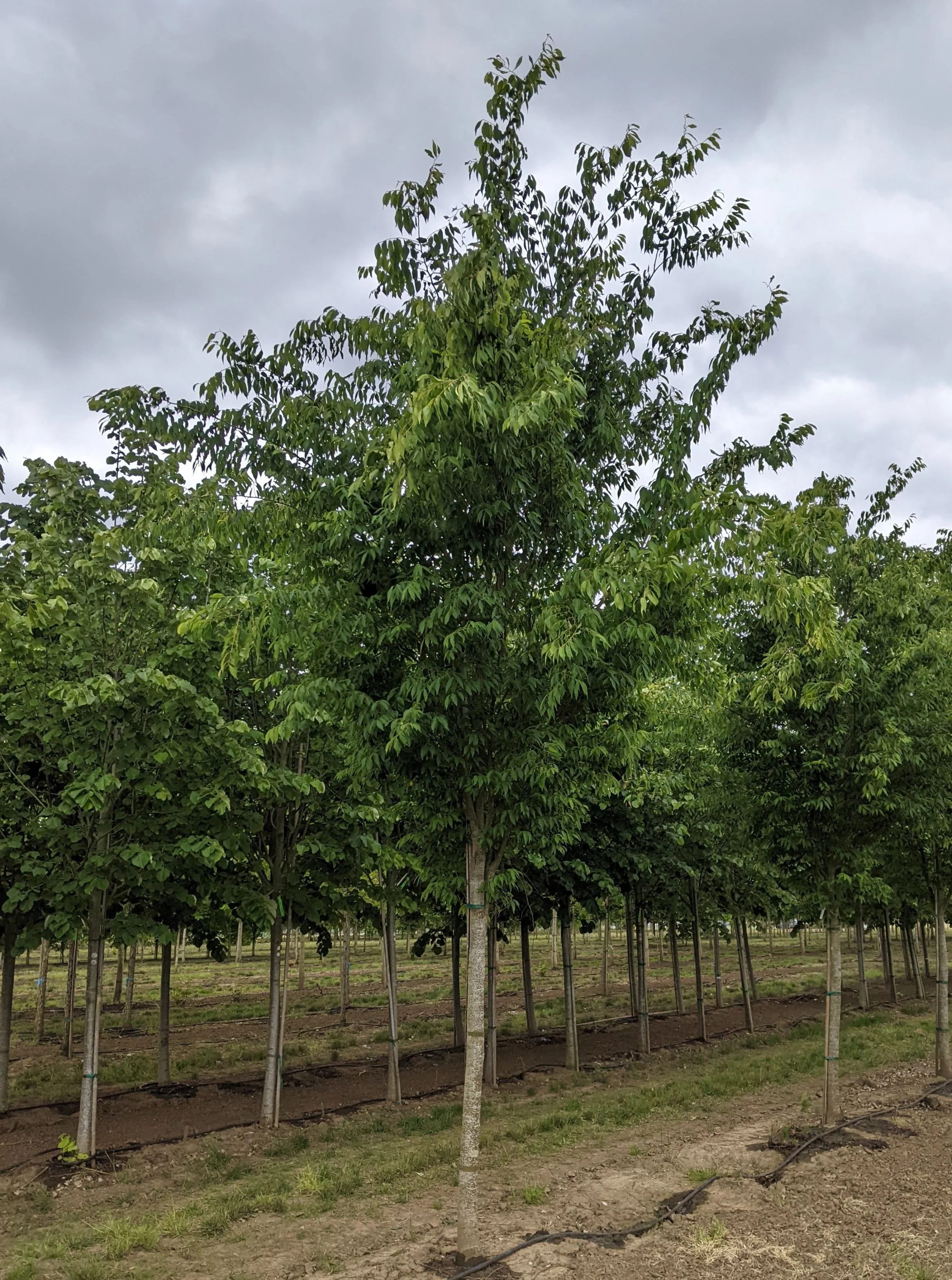 Musashino Columnar Zelkova | Zelkova serrata 'Musashino' — Northwest ...