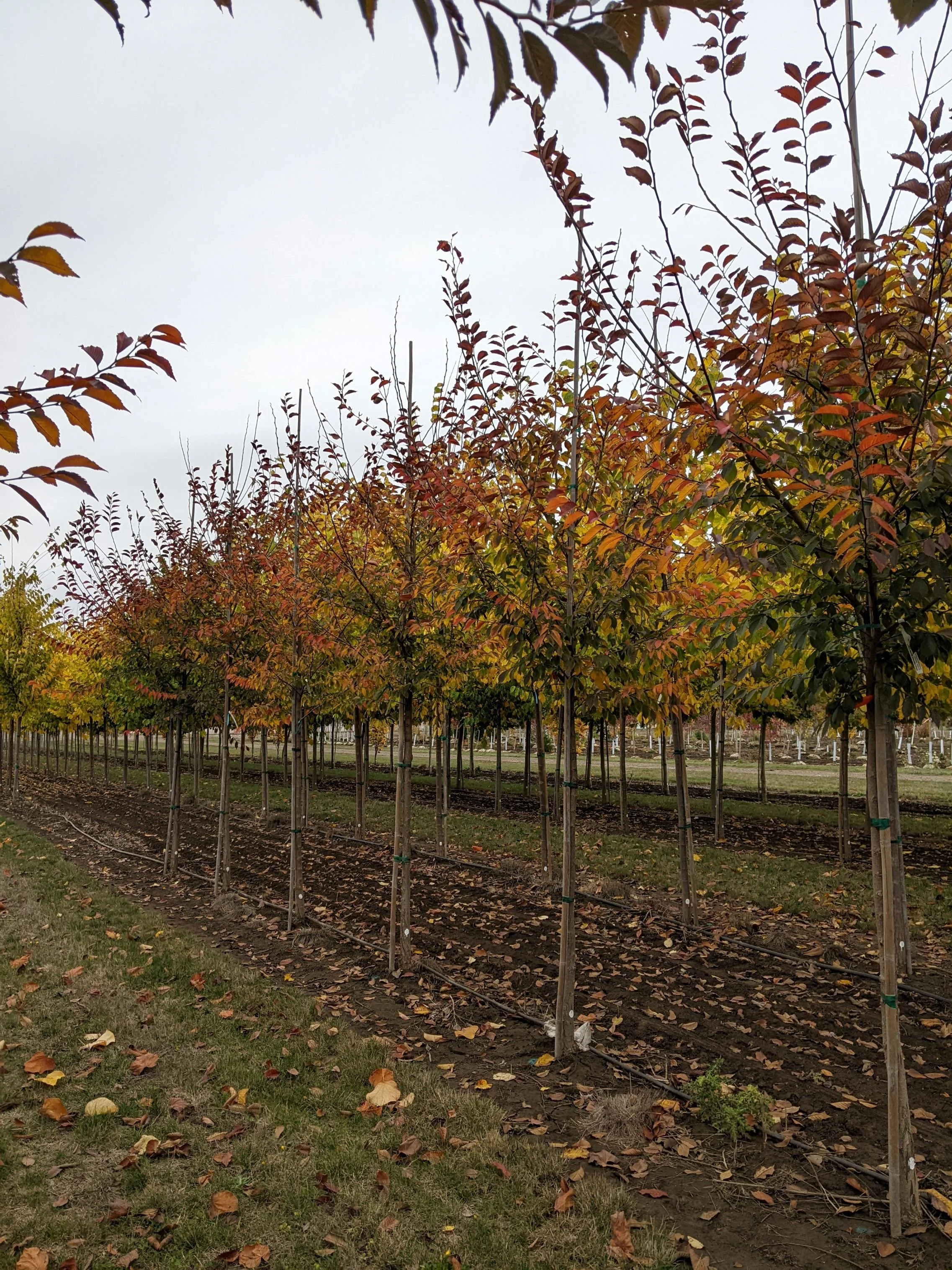 Summer Elixir® Elm | Ulmus chenmoui 'JAB Morton' — Northwest Shade Trees