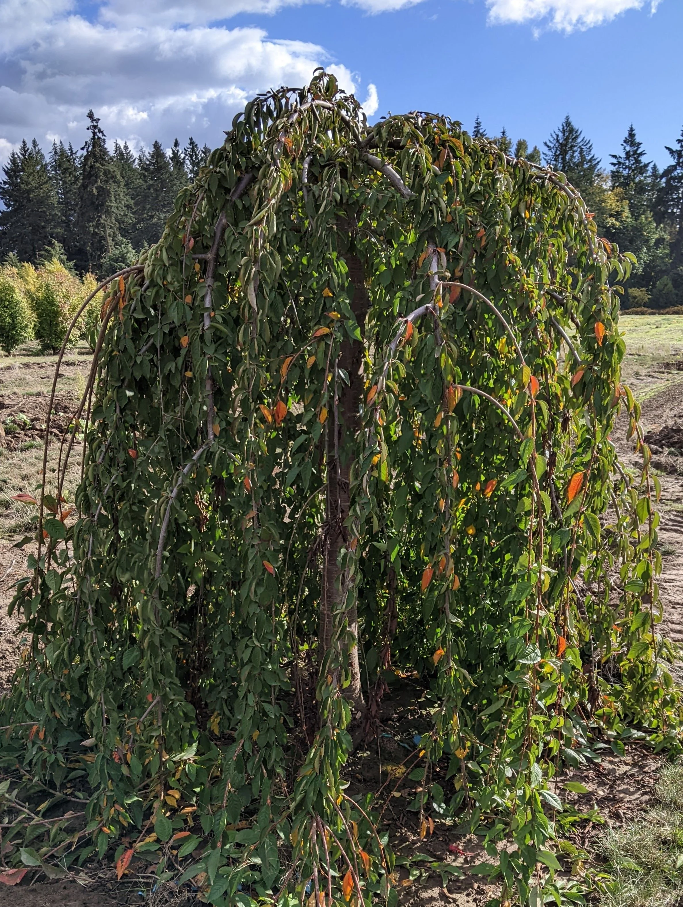 Snow Fountains® Cherry | Prunus x 'Snofozam' — Northwest Shade Trees