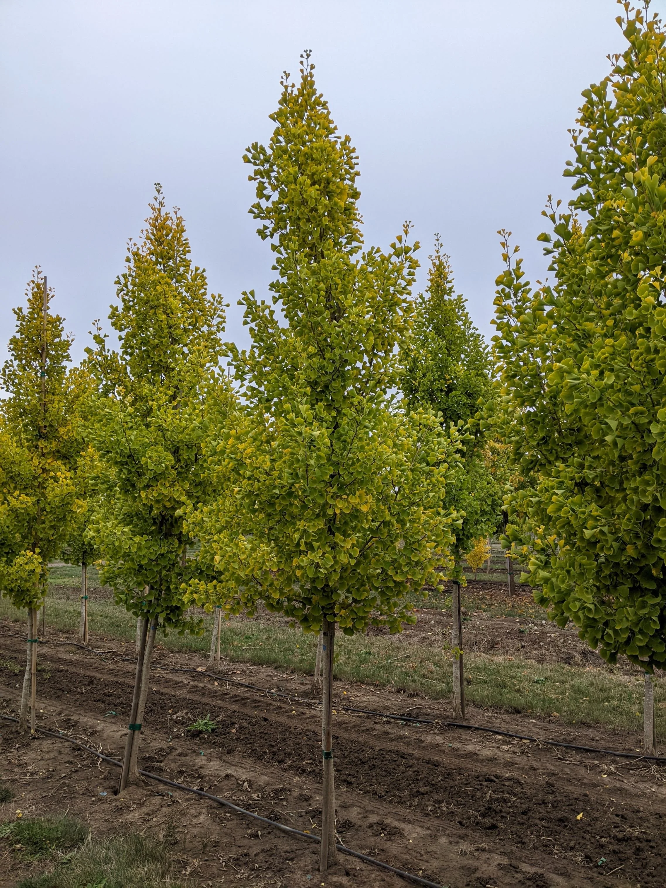 Presidential Gold® Ginkgo | Ginkgo biloba 'The President' — Northwest ...