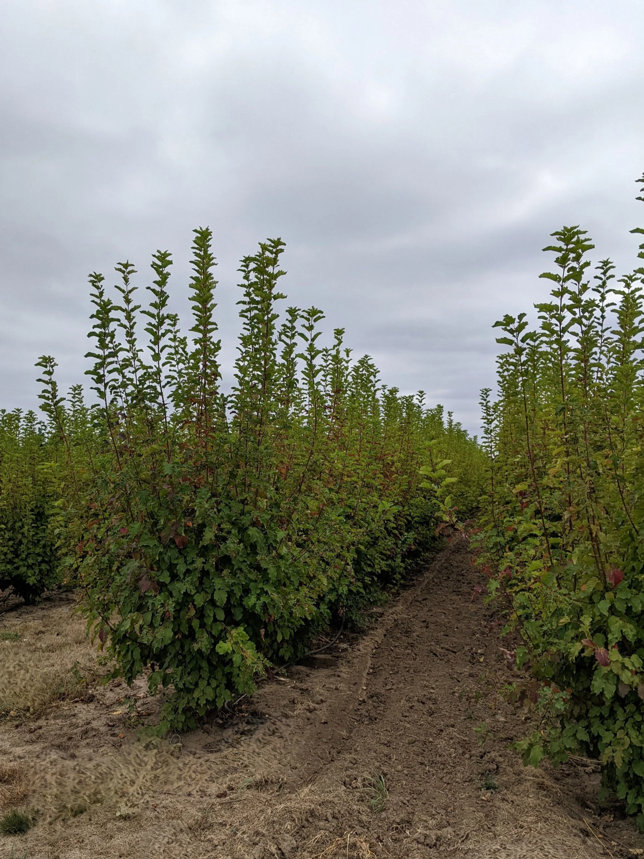 Hot Wings® Maple | Acer tataricum 'GarAnn' — Northwest Shade Trees