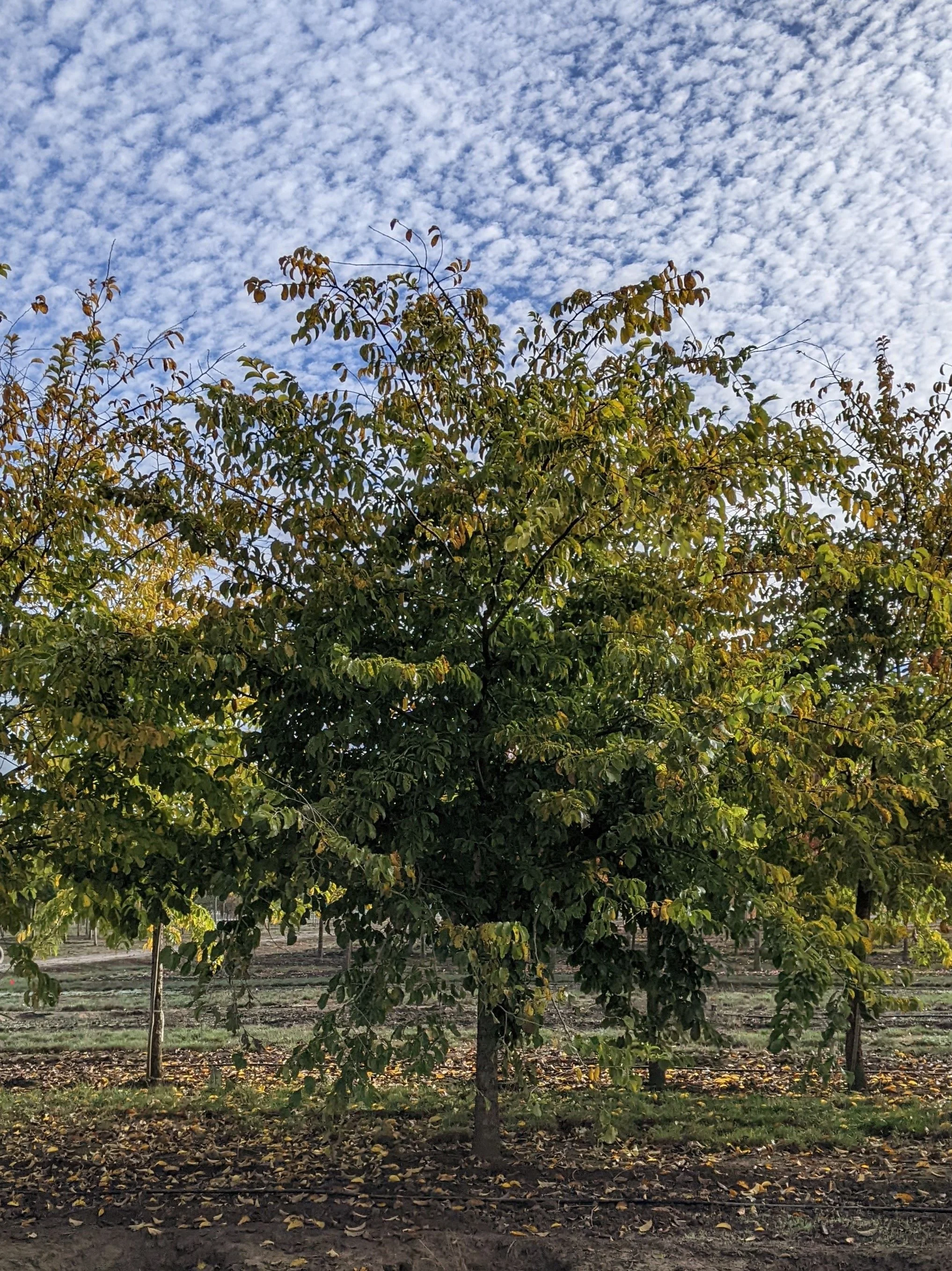 Prospector Elm | Ulmus wilsoniana 'Prospector' — Northwest Shade Trees